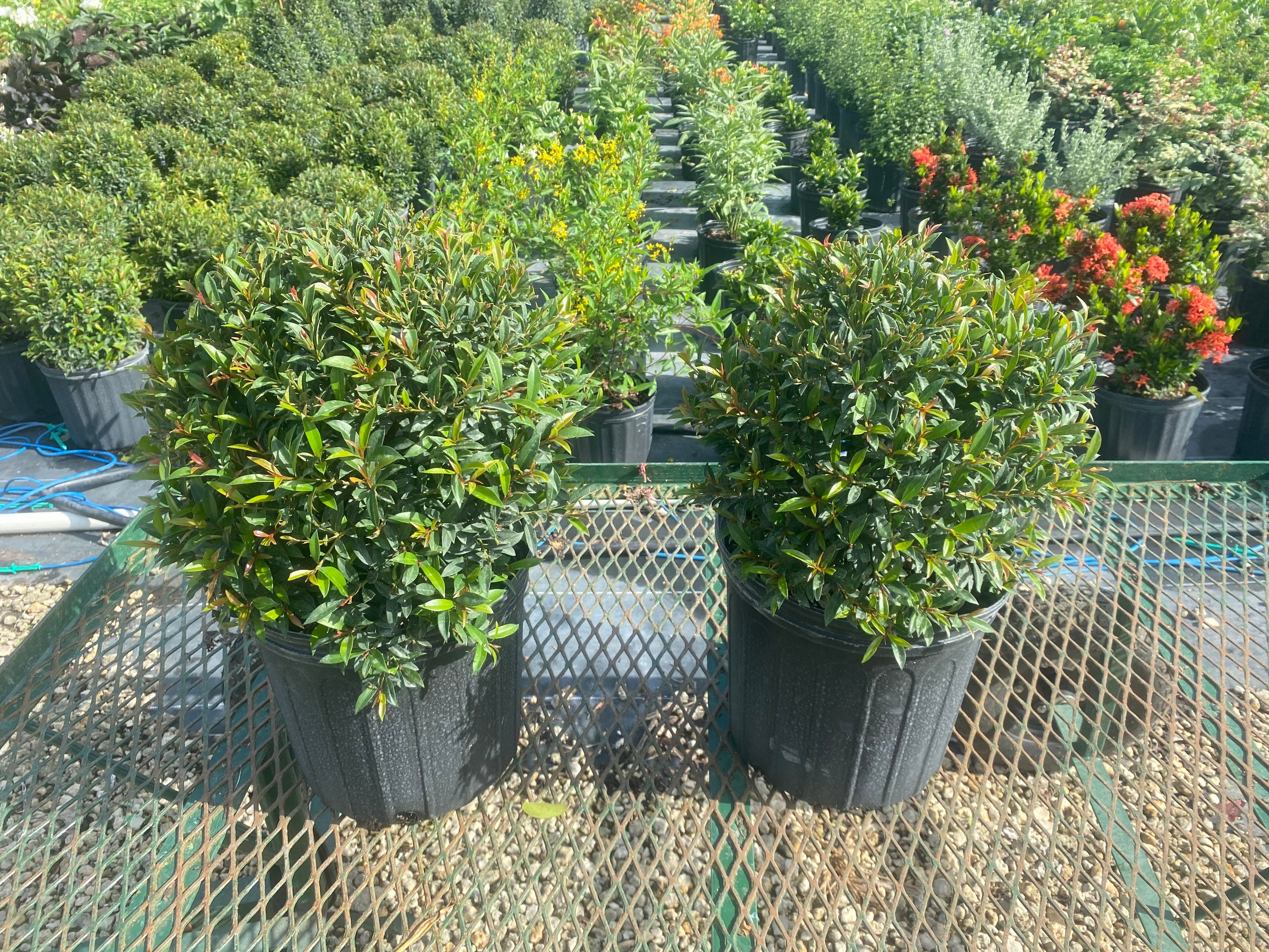 Eugenia Myrtifolia Hedge