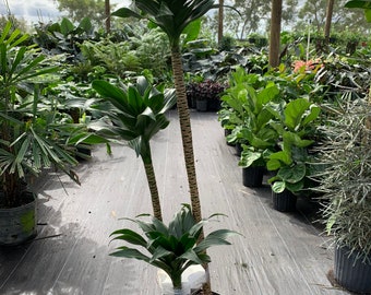 Corn Plant 2.5 Growers Pot Dracaena compacta 'Janet Craig' Plants Craft ...