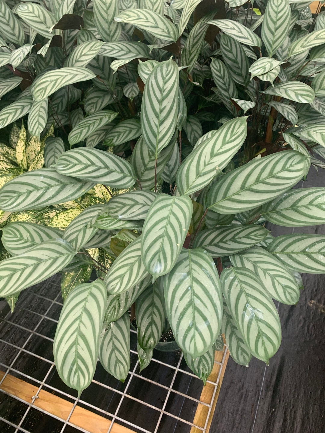 Calathea setosa 8 Inch Pot - Etsy