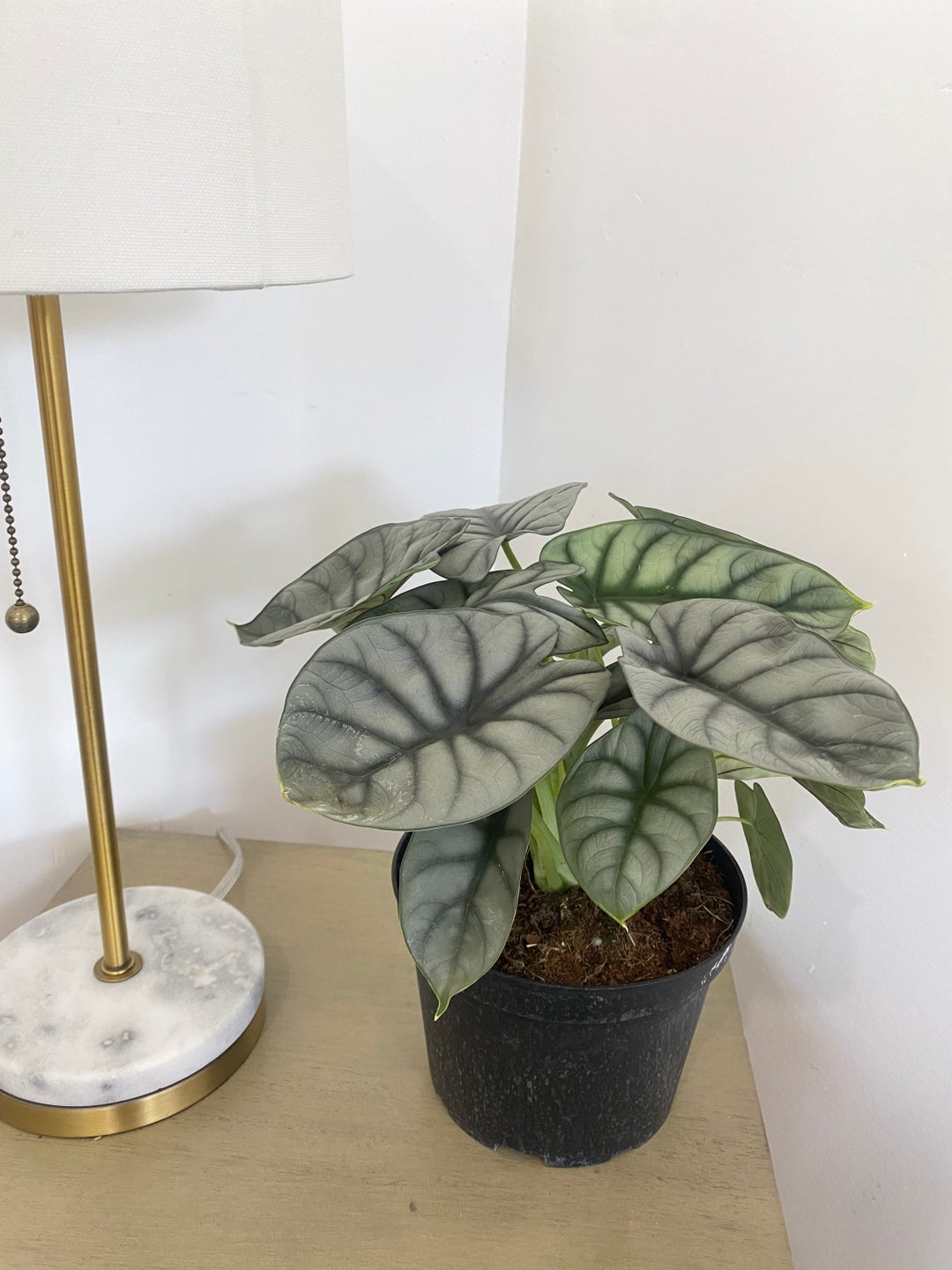 Alocasia silver Dragon 6 Inch Pot - Etsy