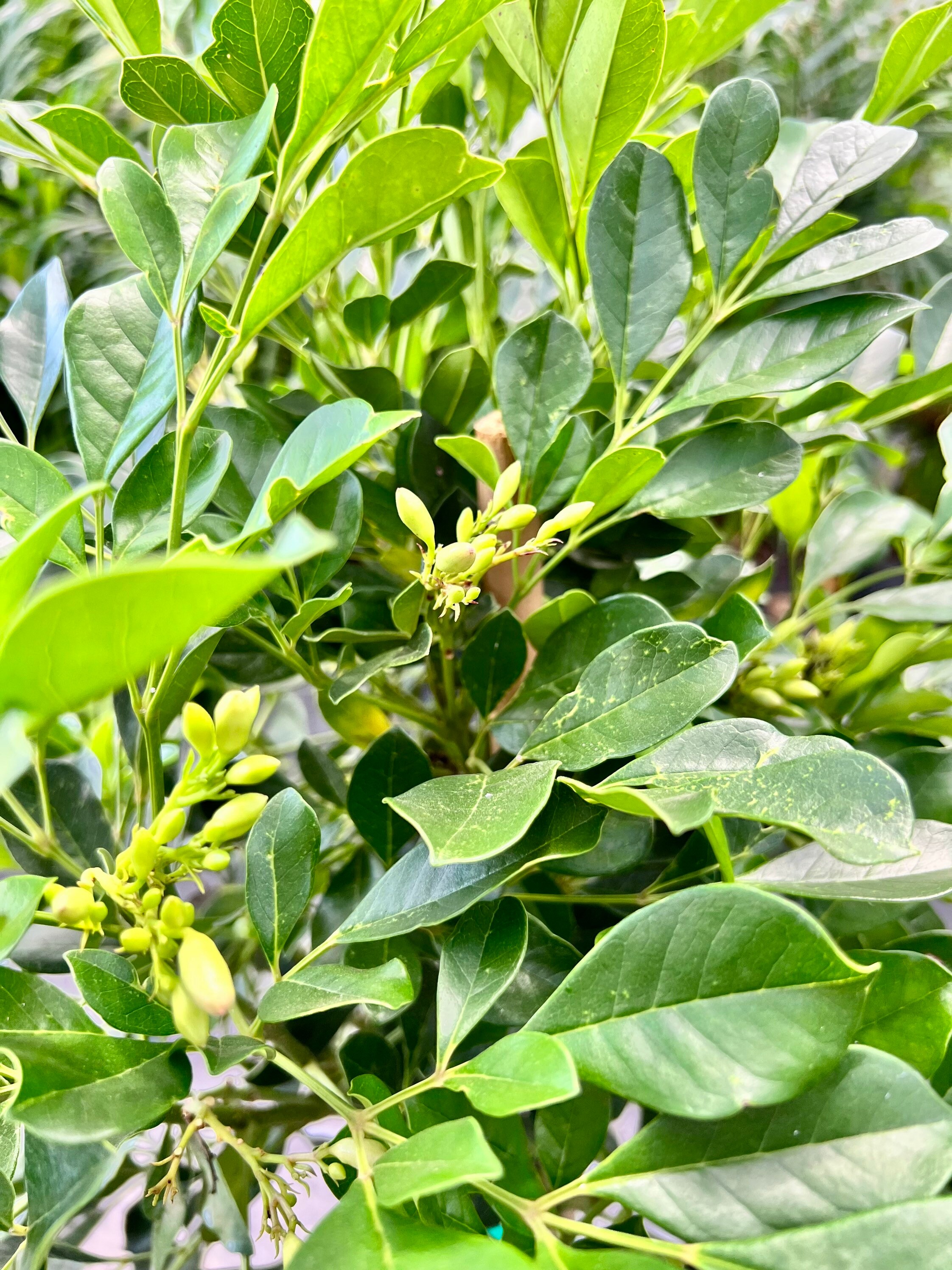 Jasmine Dwarf Asian Tree Radermachera Kunming 10 Inch Pot - Etsy