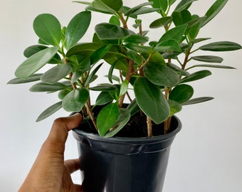 Dwarf Green Island Ficus Microcarpa 4 - Etsy