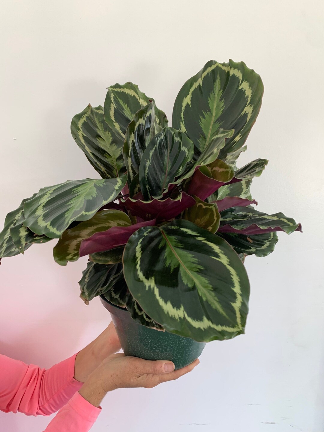Calathea roseopicta Marion Hybrid 8 inch pot. - Etsy Österreich