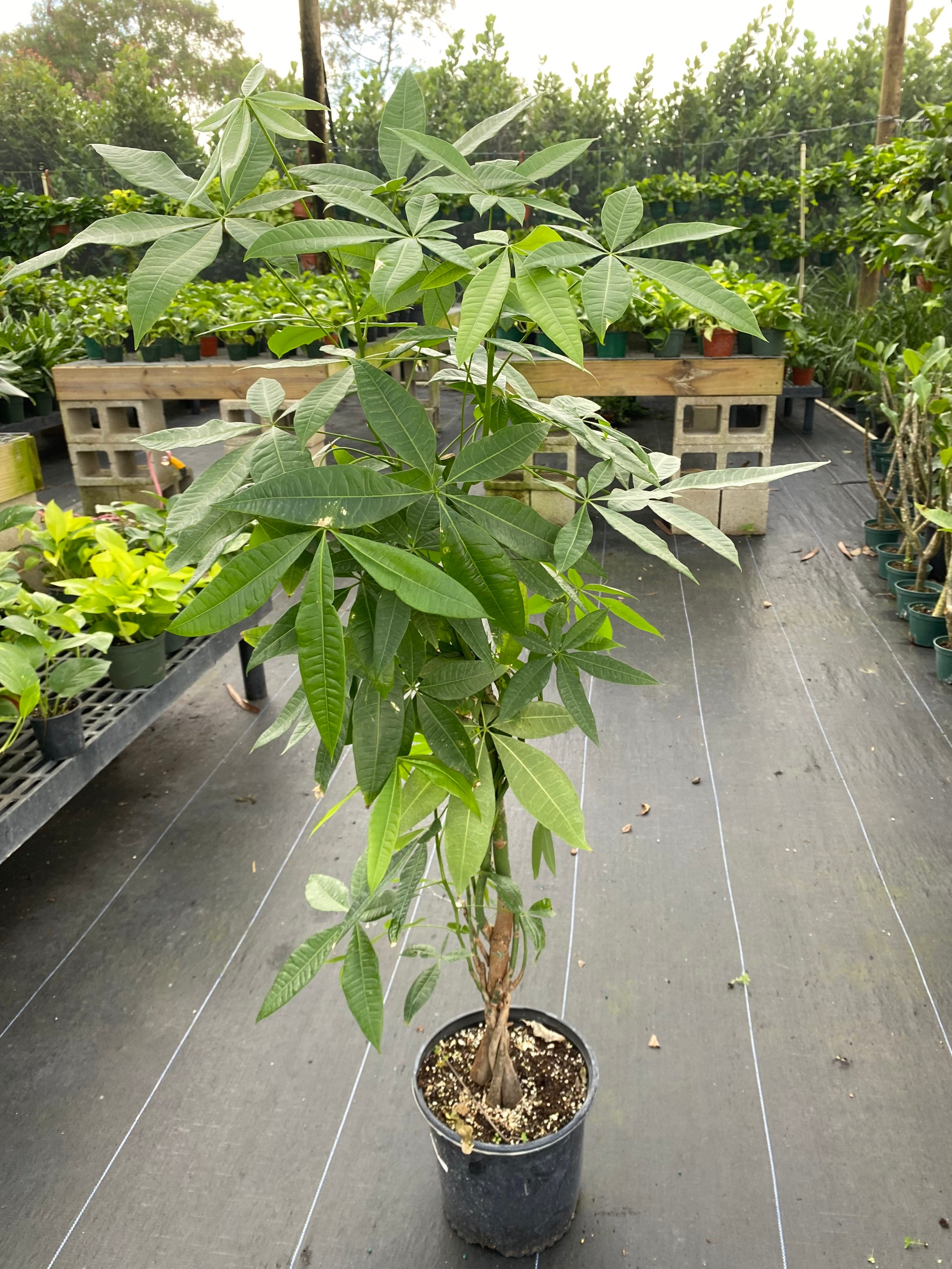Pachira Aquatica Tree