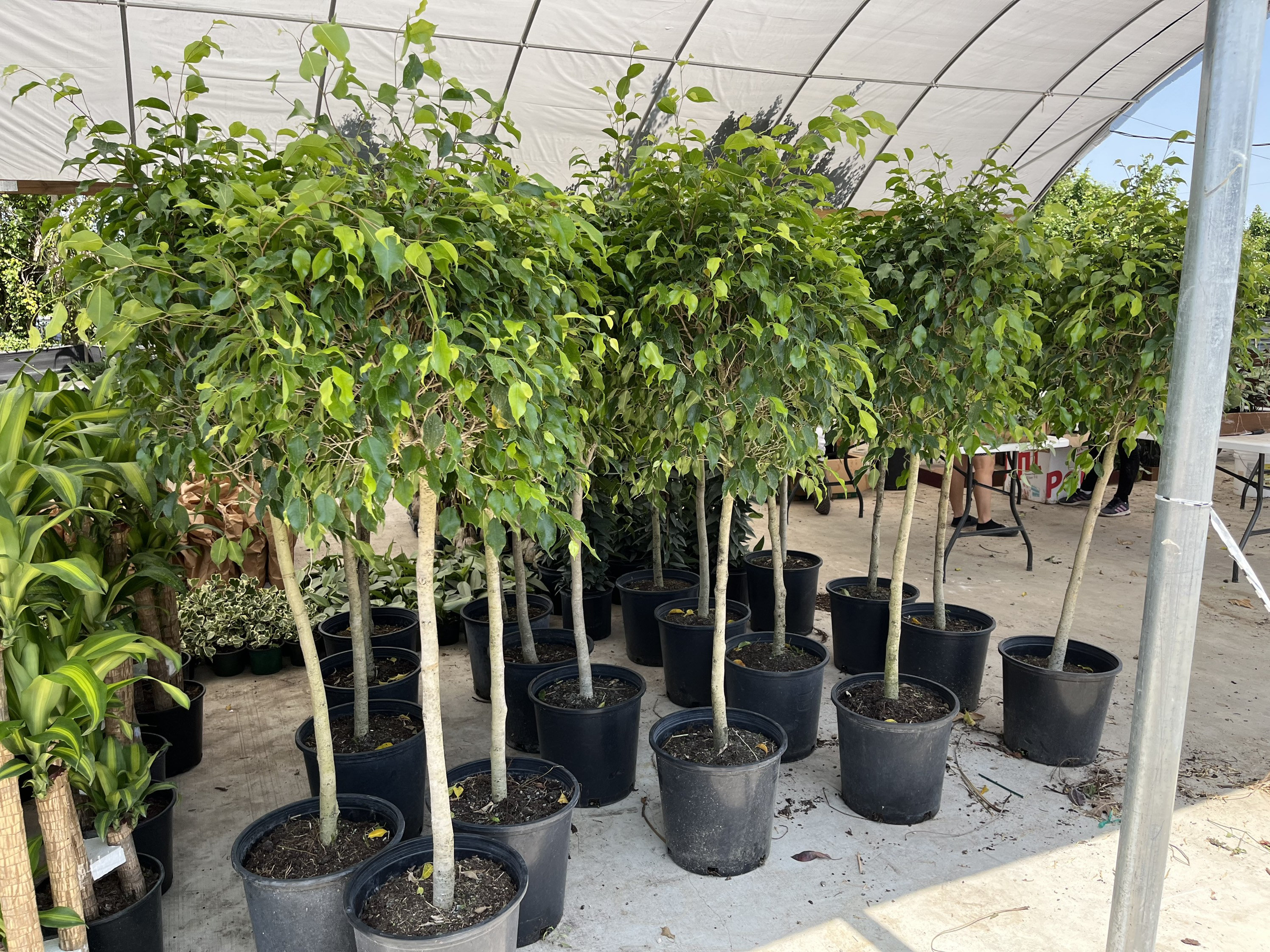 Ficus Benjamina