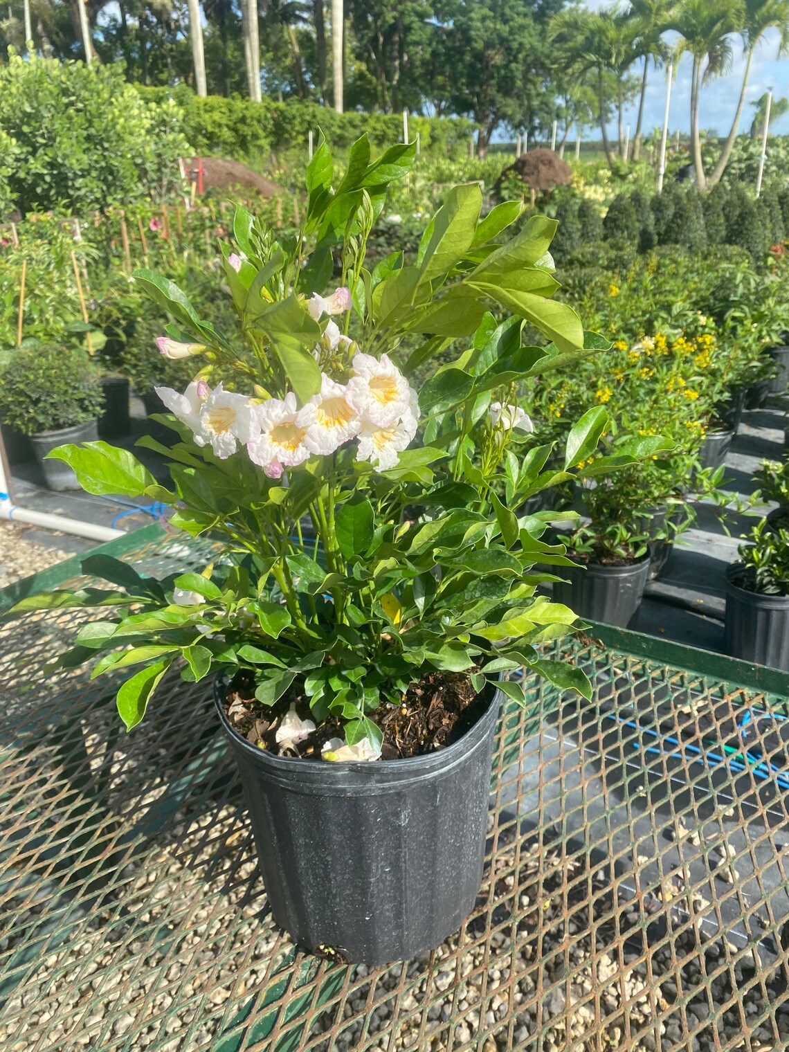 Radermachera Kunming Dwarf Tree Jasmine 10 inch pot | Etsy