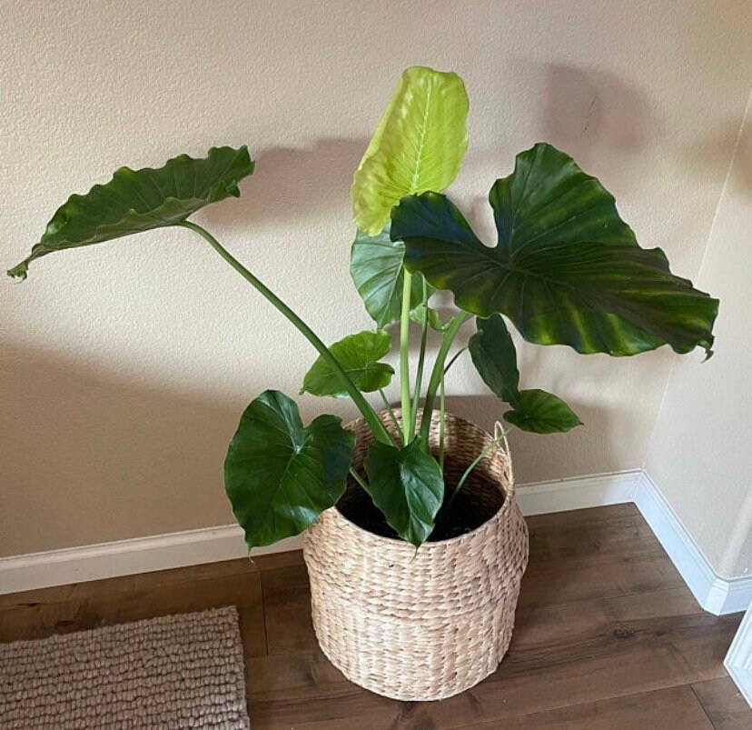 Elephant Ears Indoor Plant