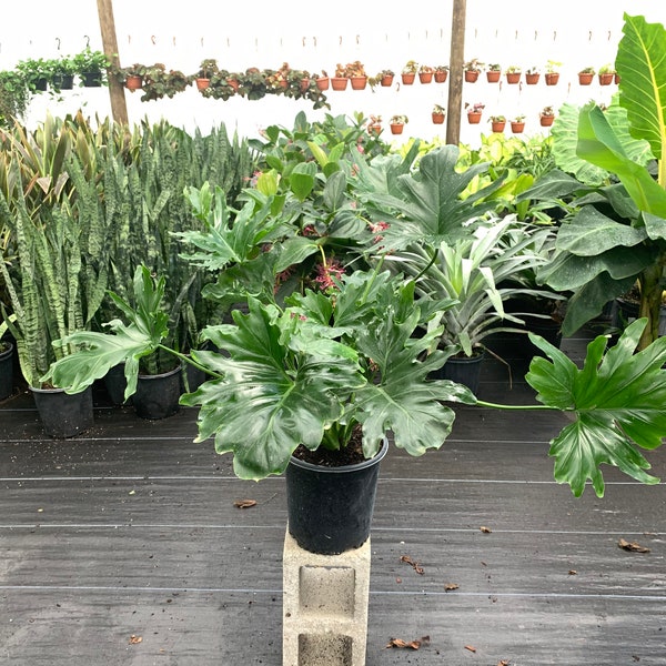 Philodendron Hope - Etsy