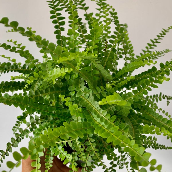 Button Fern - Etsy