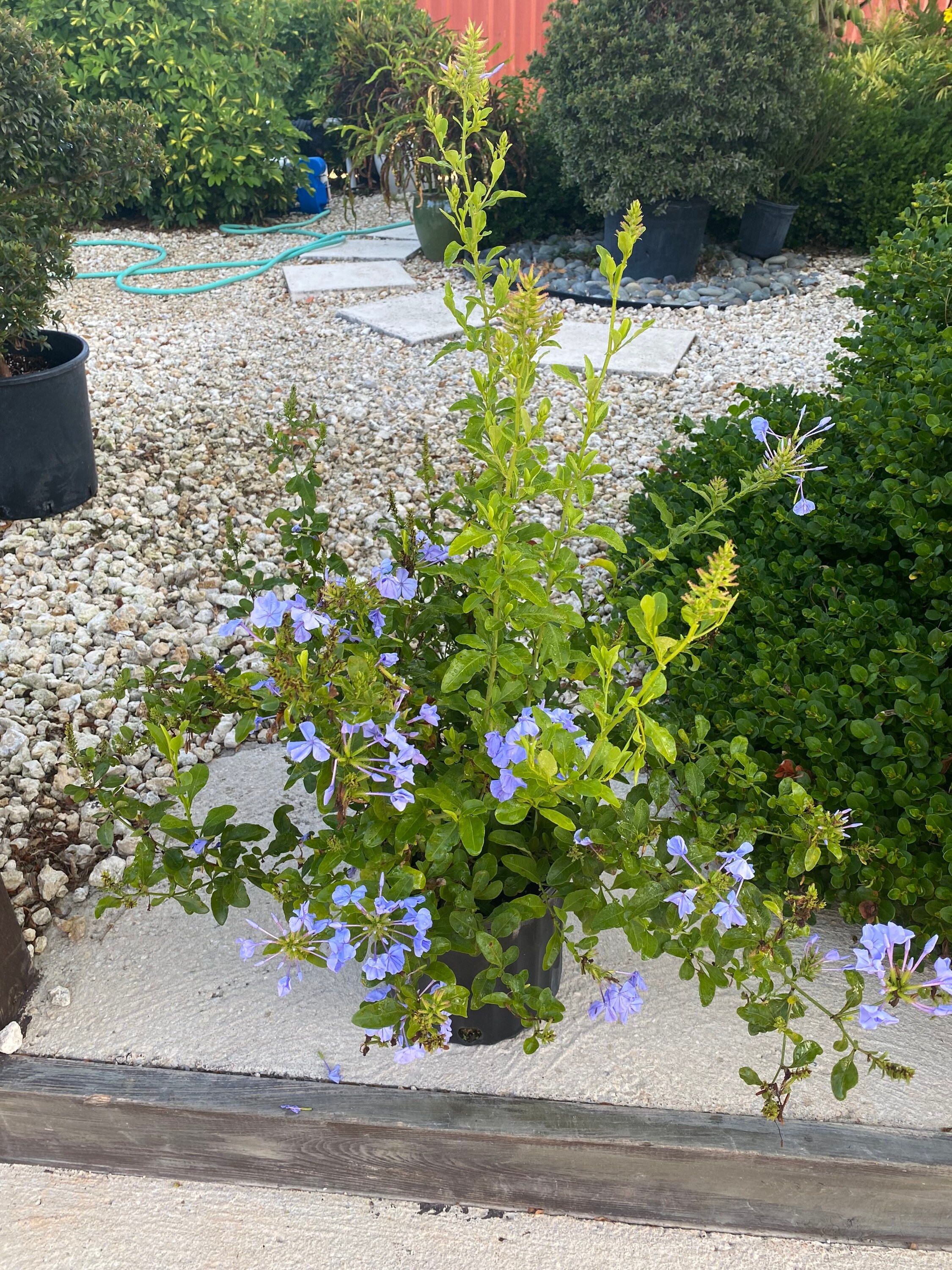 Where To Plant Plumbago