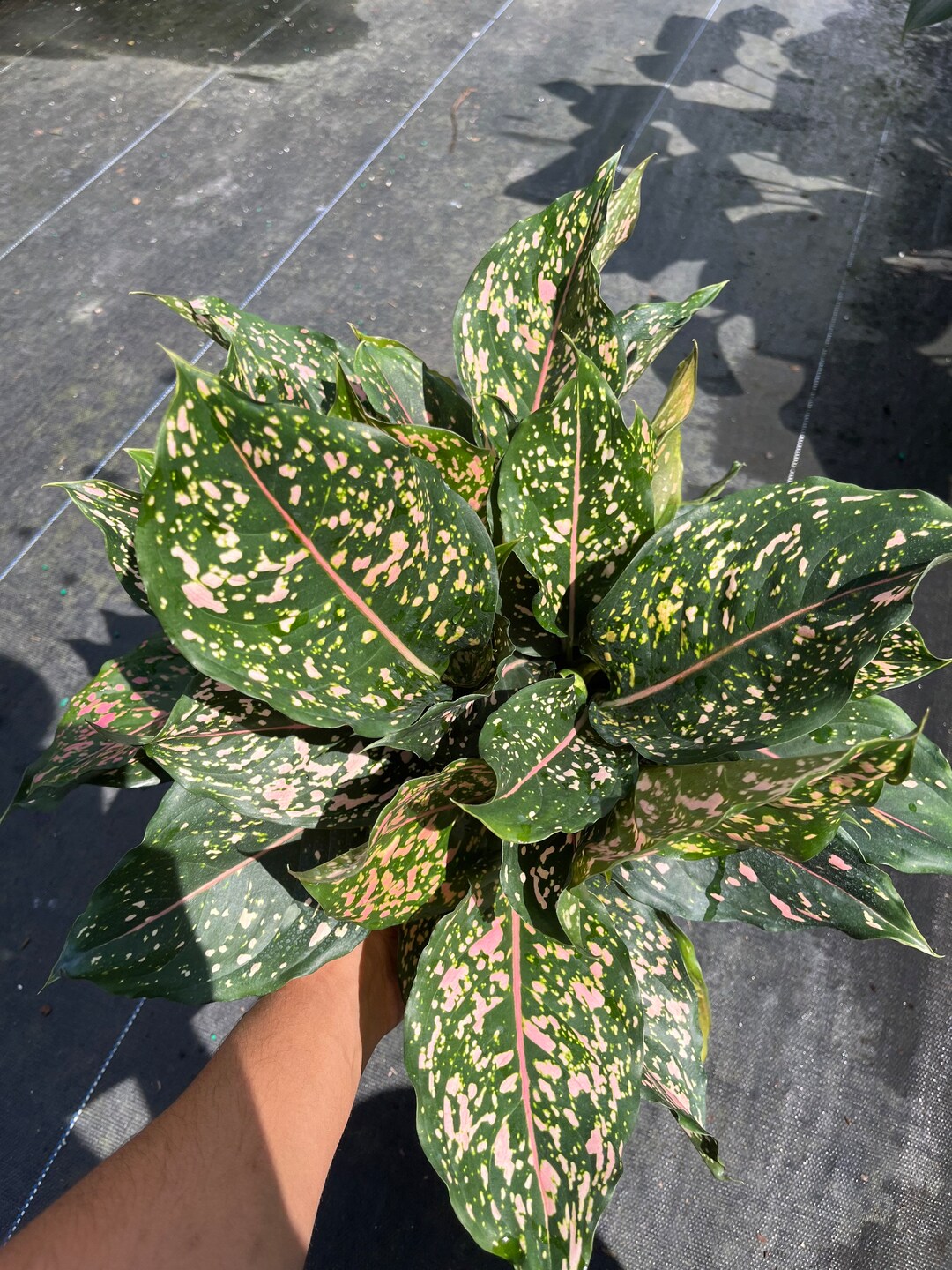 Aglaonema pink Dalmatian 8 Inch Pot - Etsy