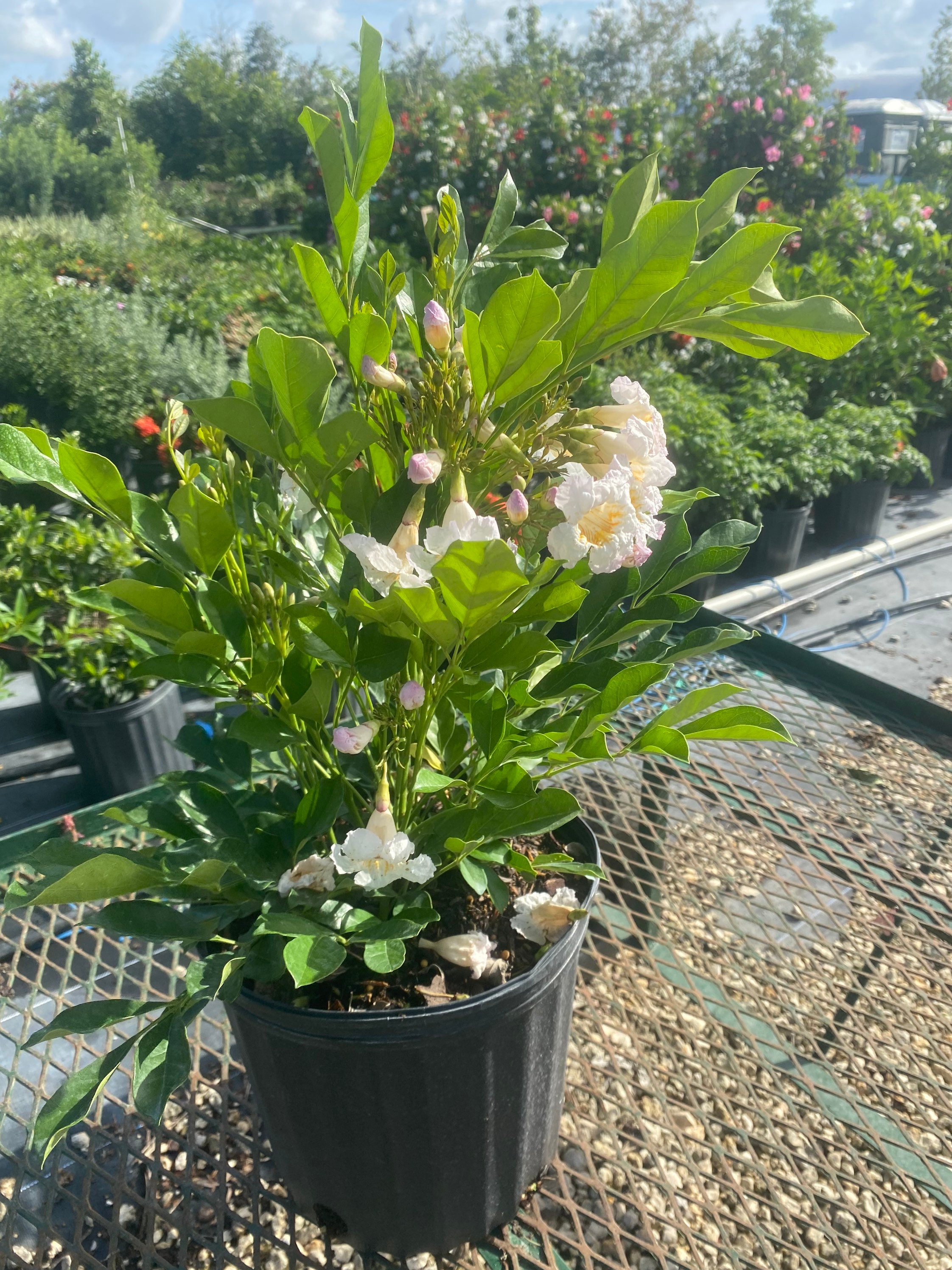 Radermachera Kunming Dwarf Tree Jasmine 10 inch pot | Etsy