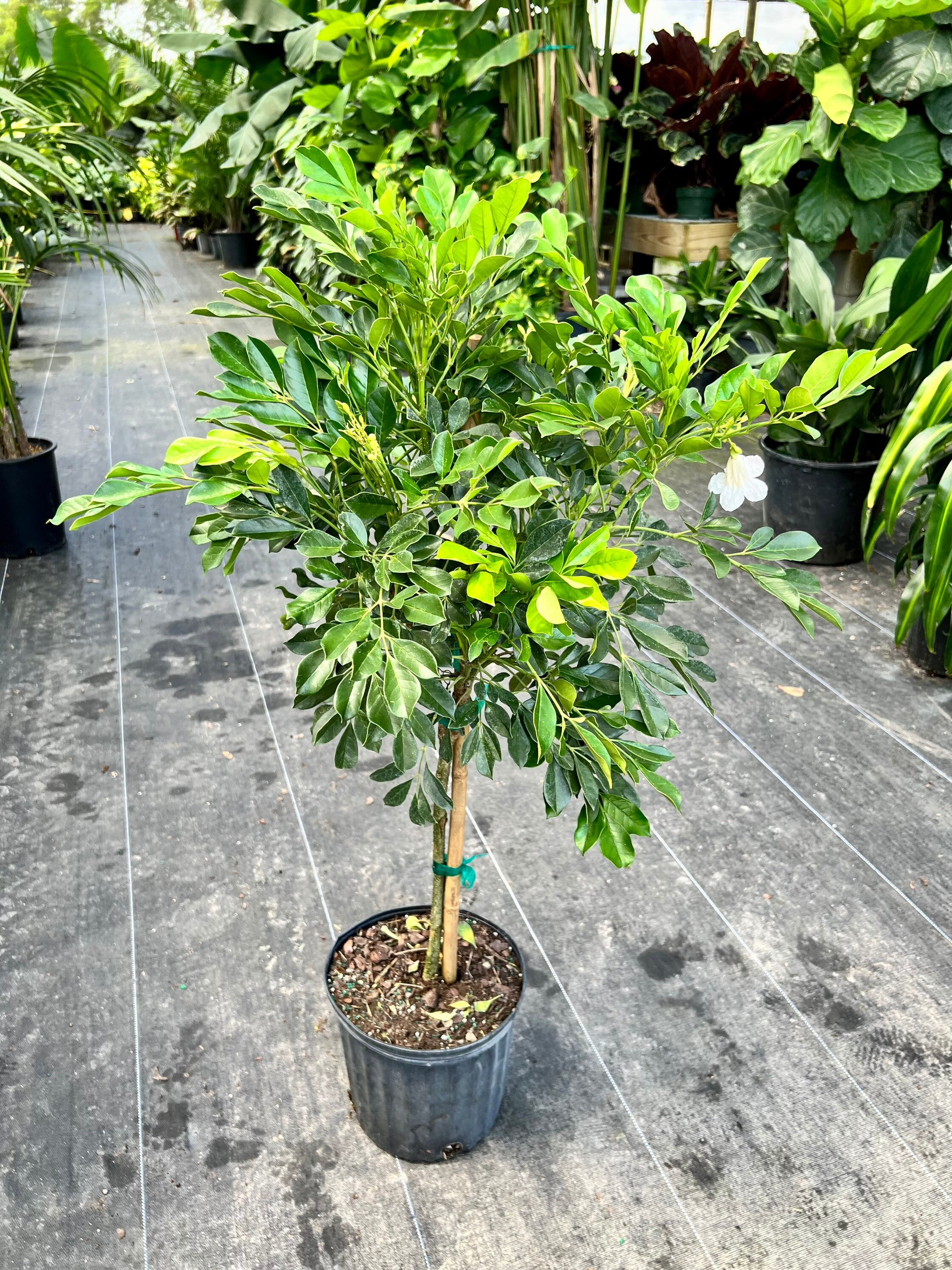 Jasmine Dwarf Asian Tree Radermachera Kunming 10 Inch Pot - Etsy