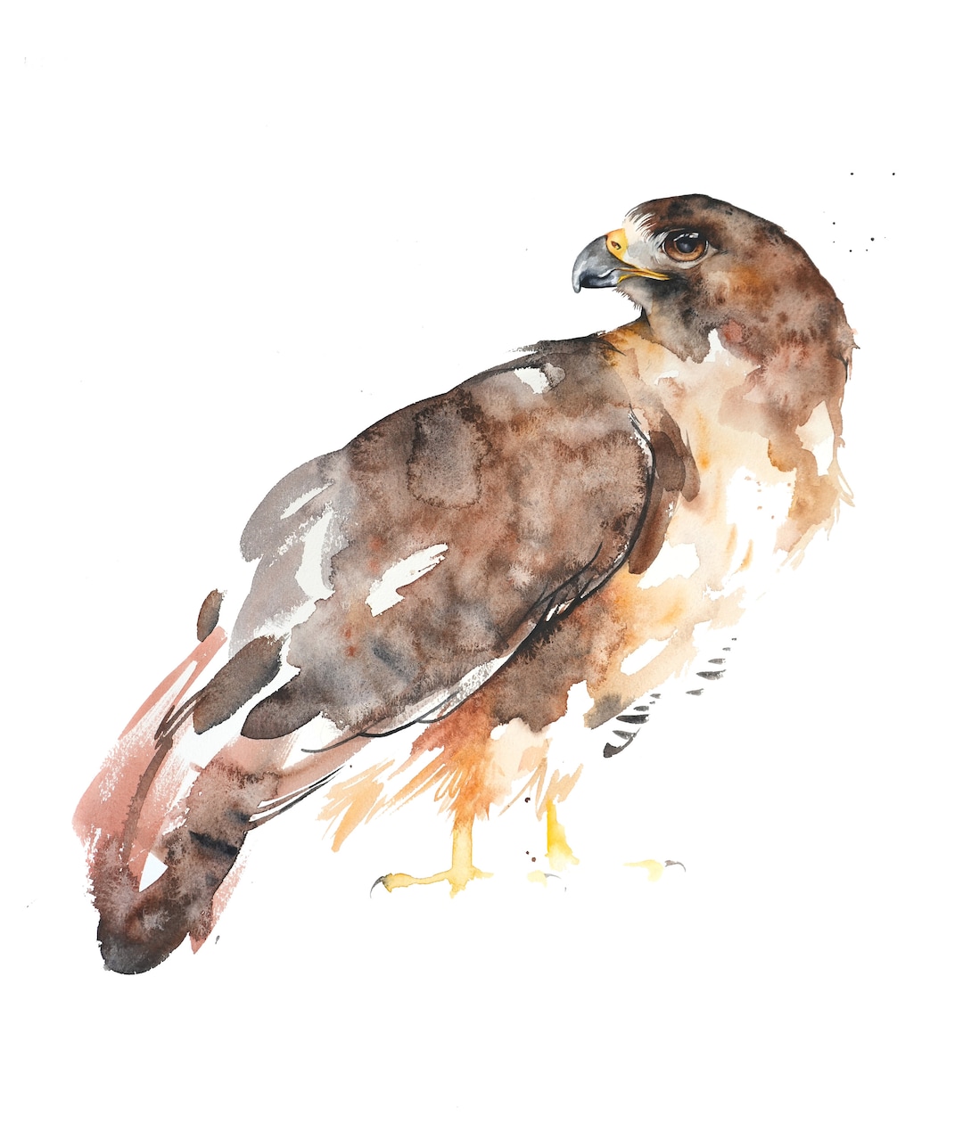 Red-tailed Hawk Watercolor Print 11 X 14 Inches - Etsy