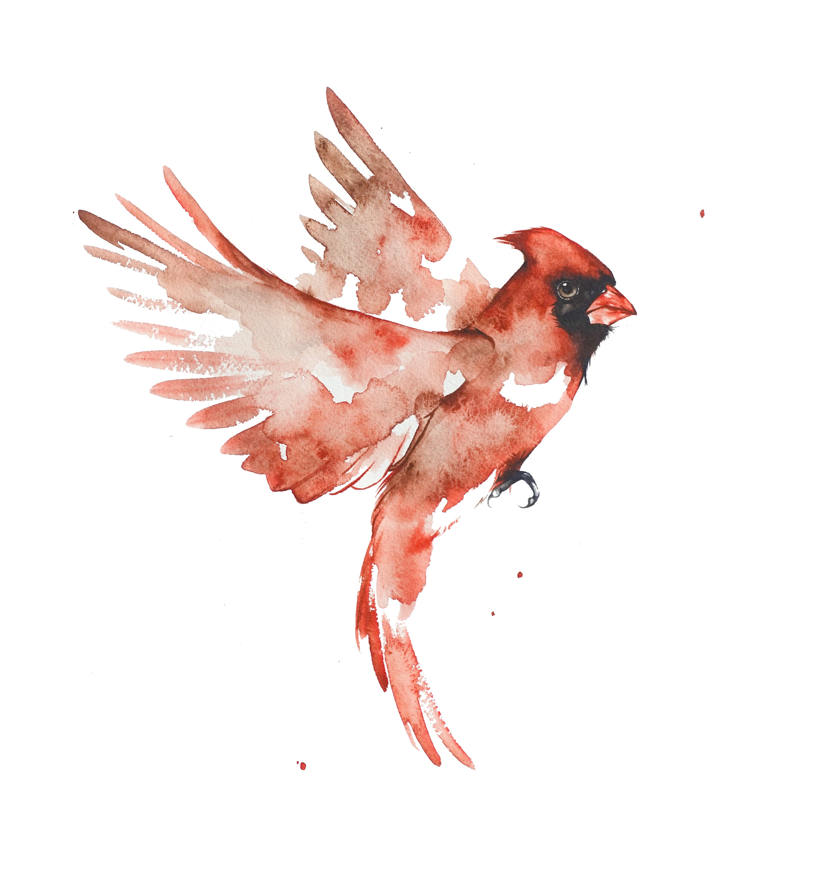 Flying Cardinal Drawing