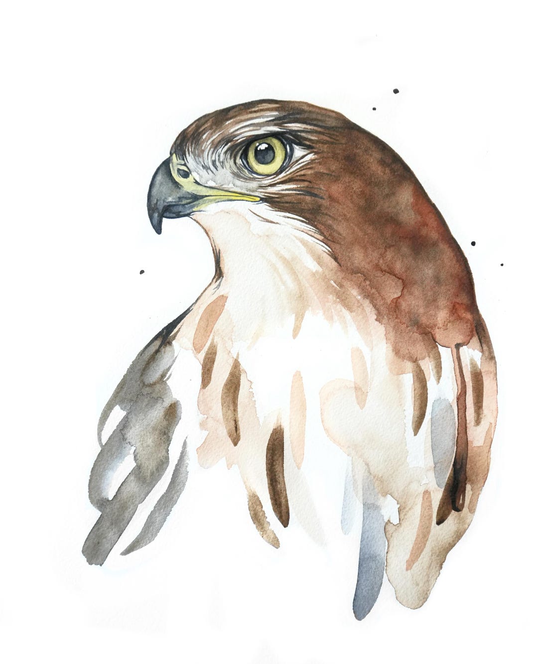 Watercolor Hawk Print - Etsy