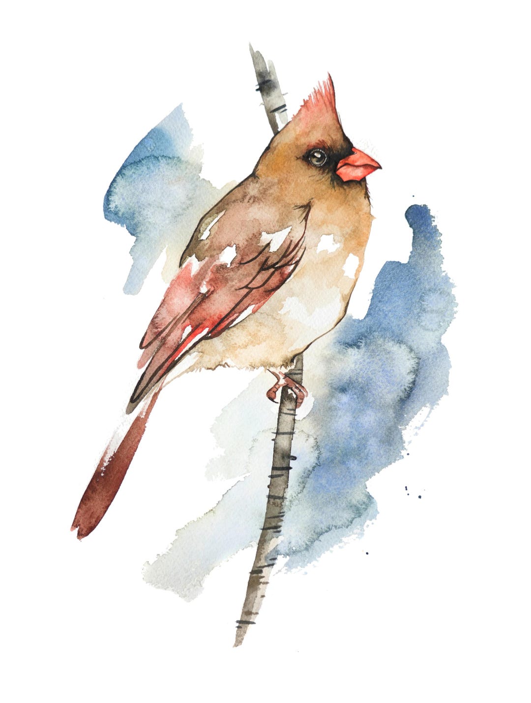 Northern Cardinal Female Watercolor Print, - Etsy