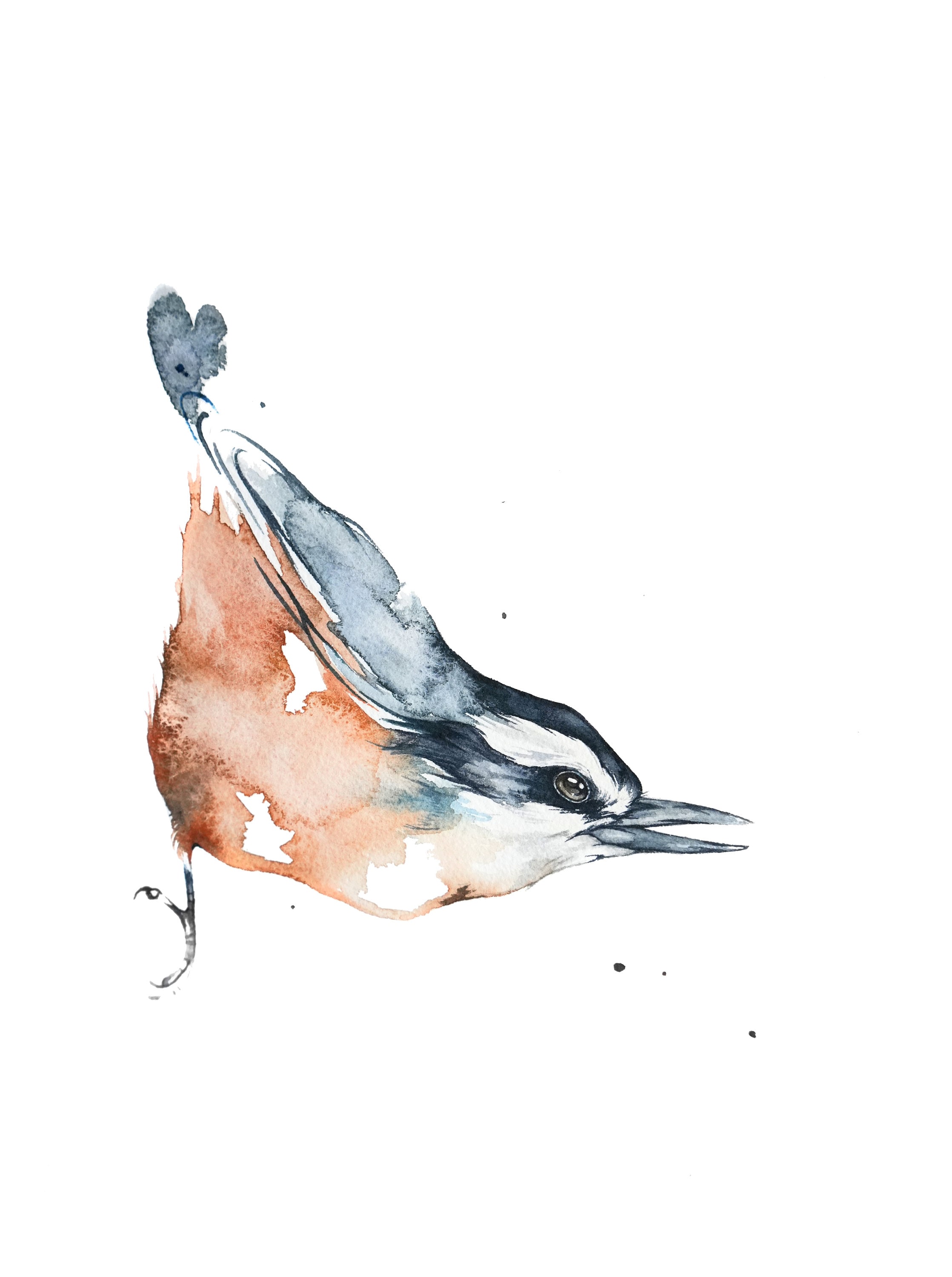Red-breasted Nuthatch Original Watercolor, 9 X 12 Inches - Etsy