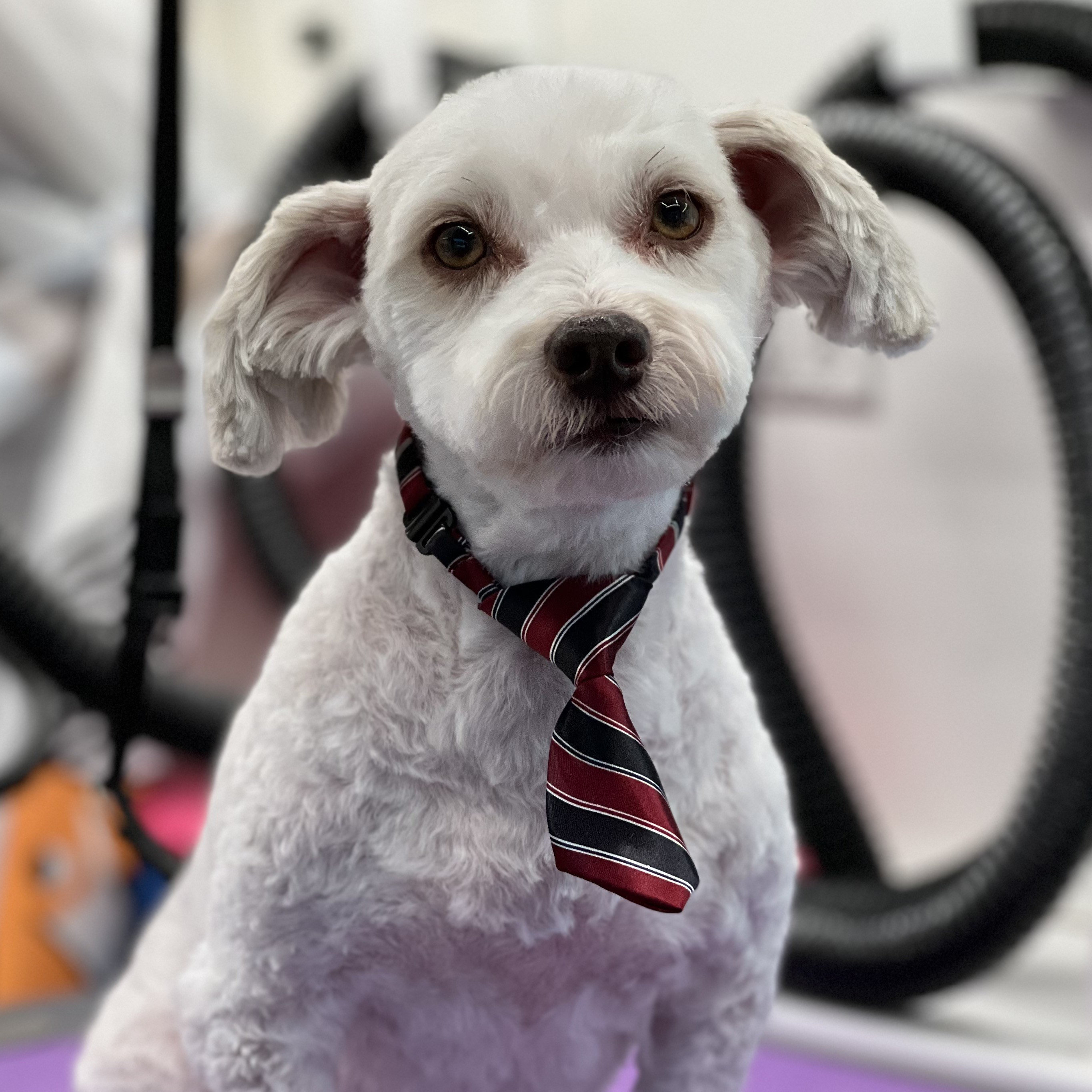 Wedding Necktie, Pet Neck Tie, Dog Neck Tie, Cat Neck Tie, Ties ...