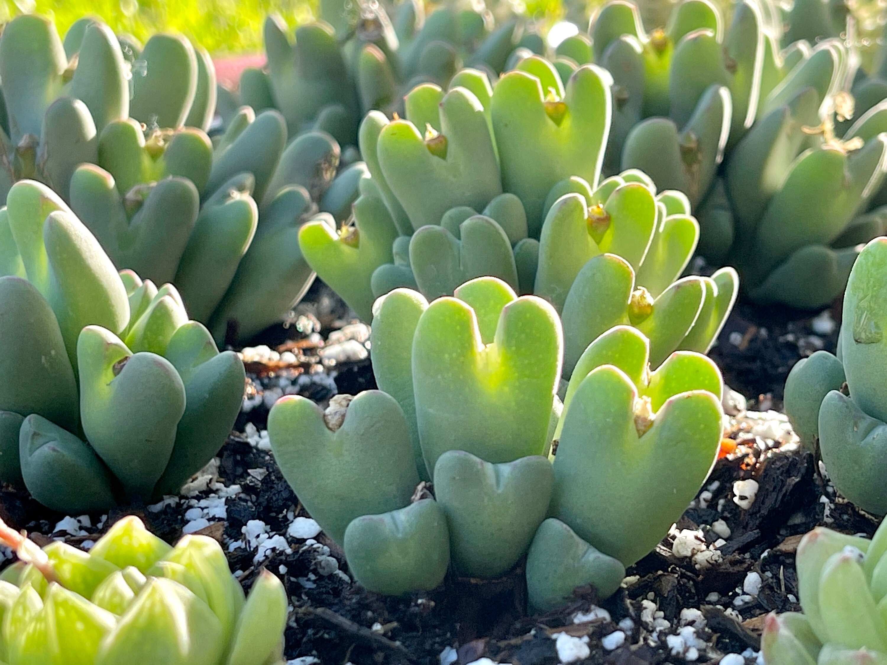 Conophytum bilobum / Rare Succulent / FarmhouseSucculentCo | Etsy