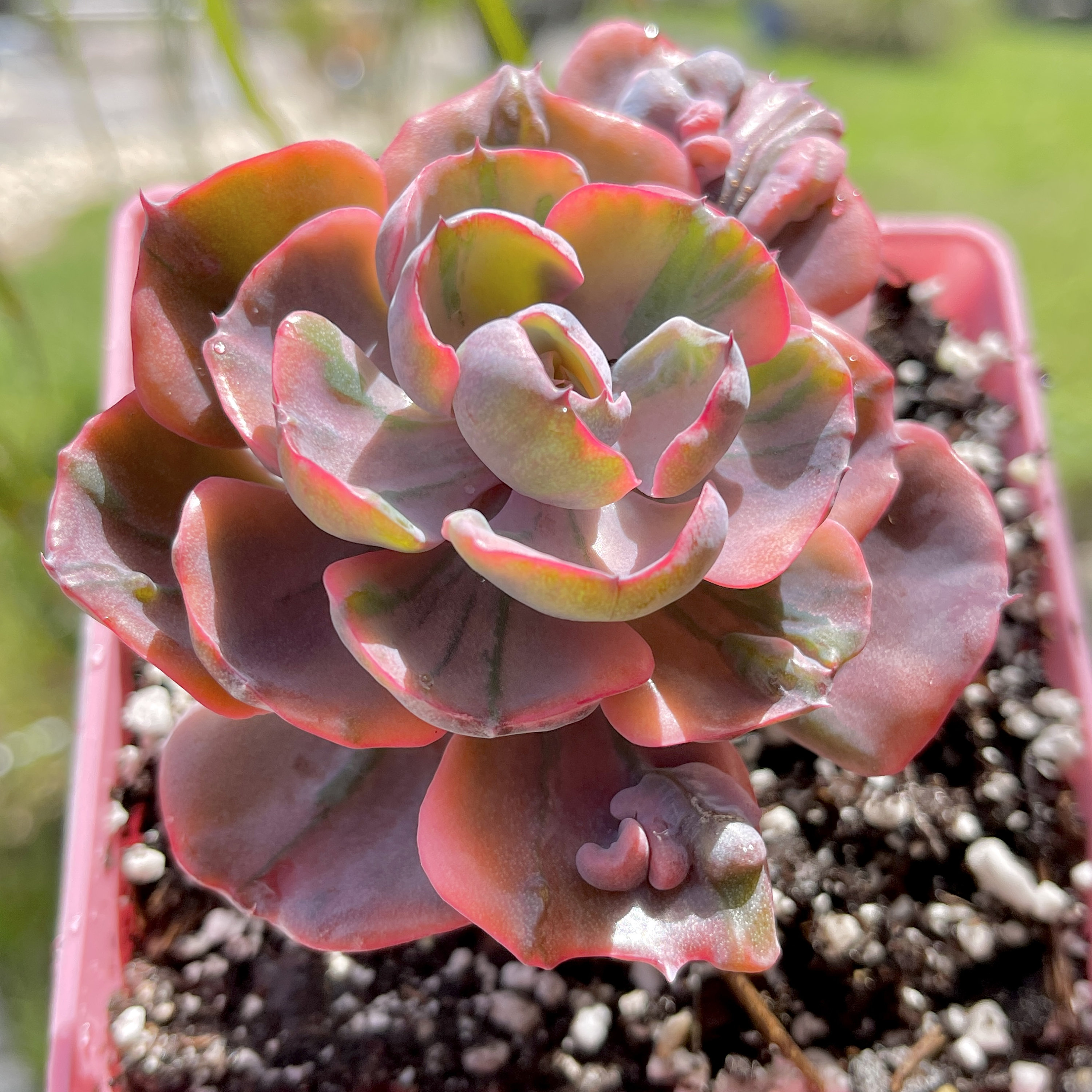 Echeveria sp Beyonce Outdoor & Gardening Home & Living etna.com.pe