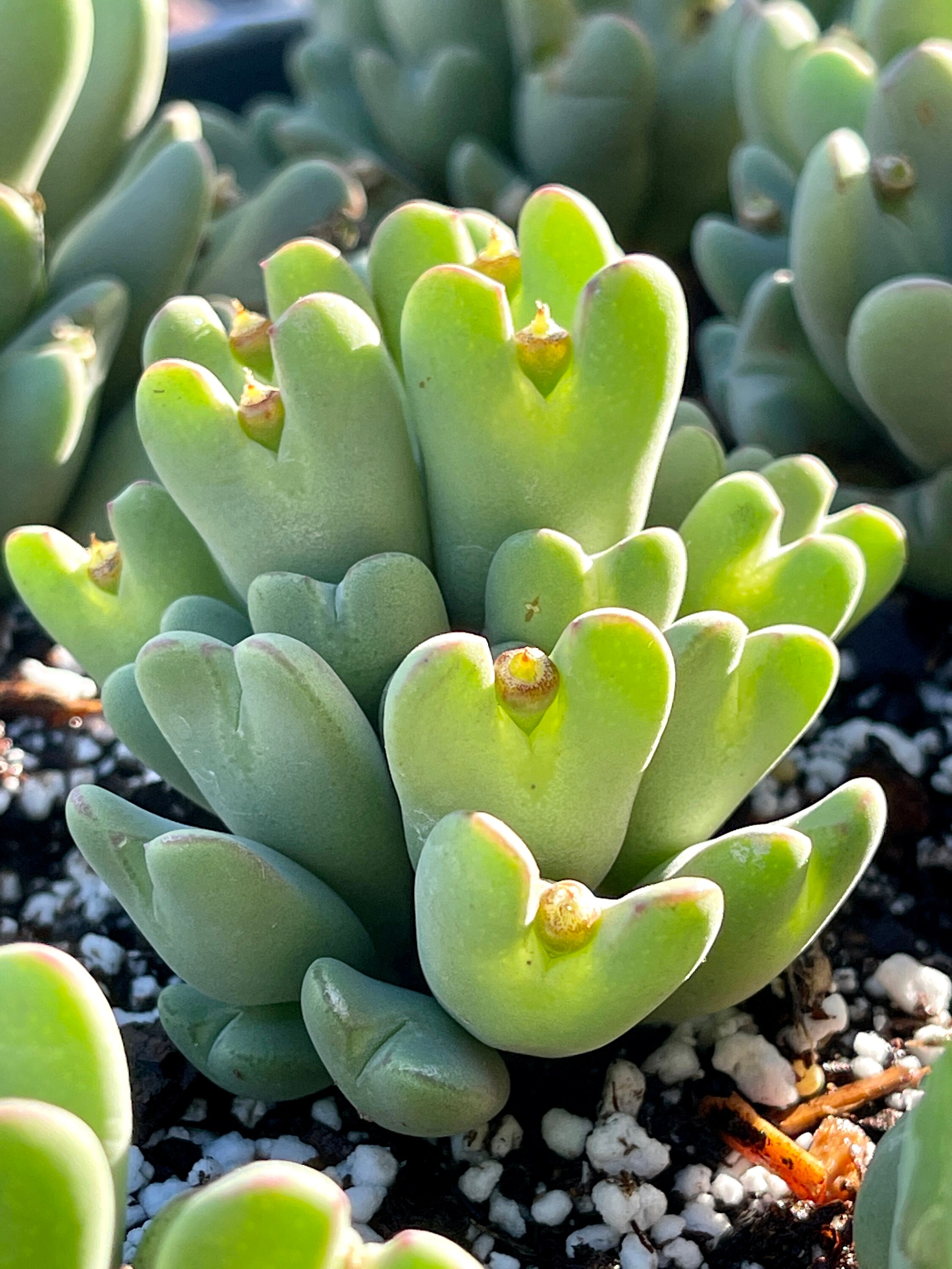Conophytum bilobum / Rare Succulent / FarmhouseSucculentCo | Etsy