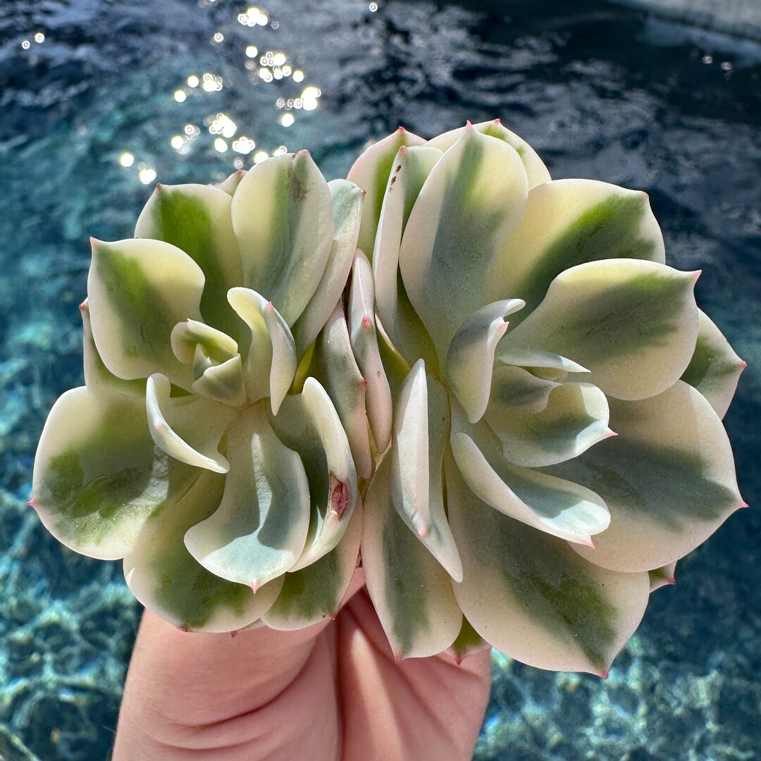 Echeveria Lenore Dean / Compton Carousel / DOUBLE or SINGLE Heads ...
