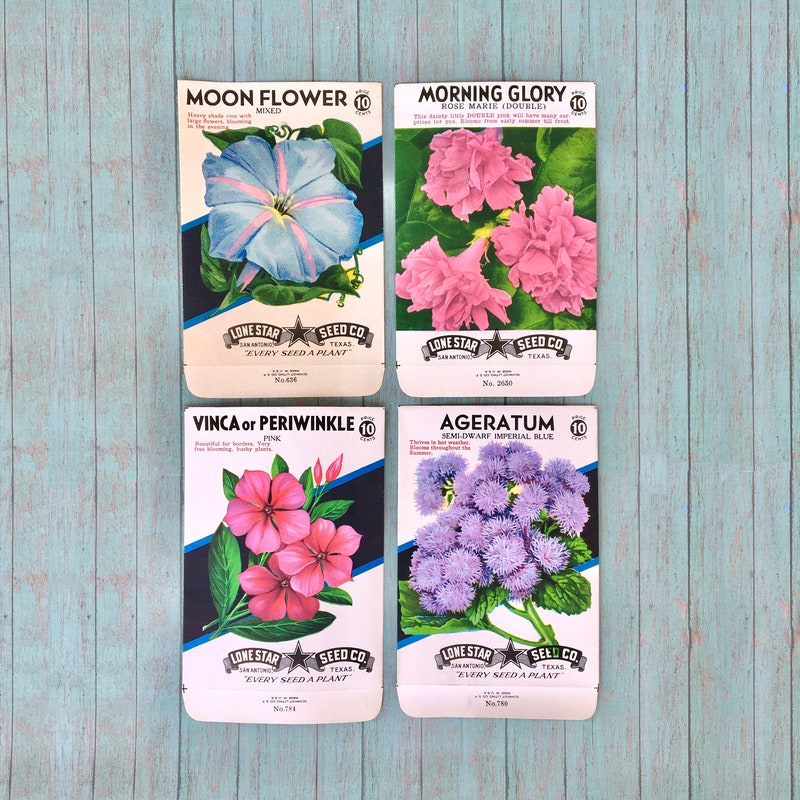 Moon Flower Seeds - Etsy