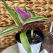 Rhoeo Discolor Tricolor (tradescantia Spathacea) - Etsy