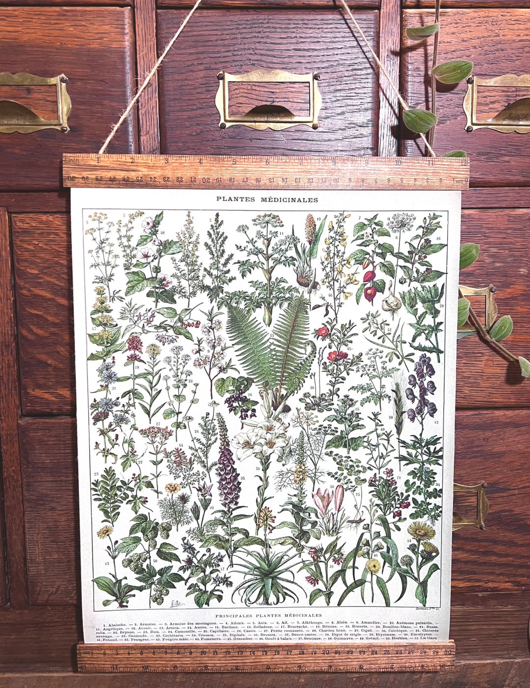 Medicinal Plants Poster - Etsy