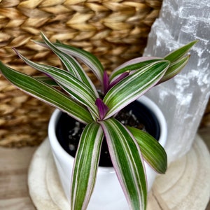 Rhoeo Discolor Tricolor (tradescantia Spathacea) - Etsy