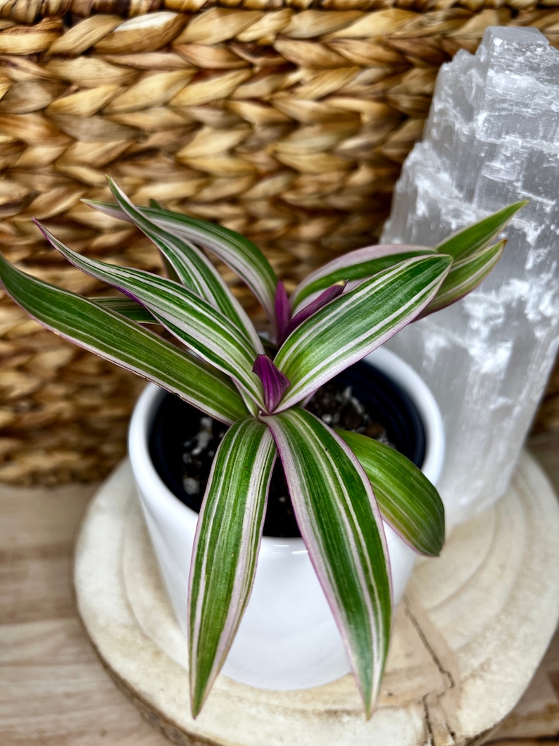 Rhoeo Discolor Tricolor tradescantia Spathacea | Etsy