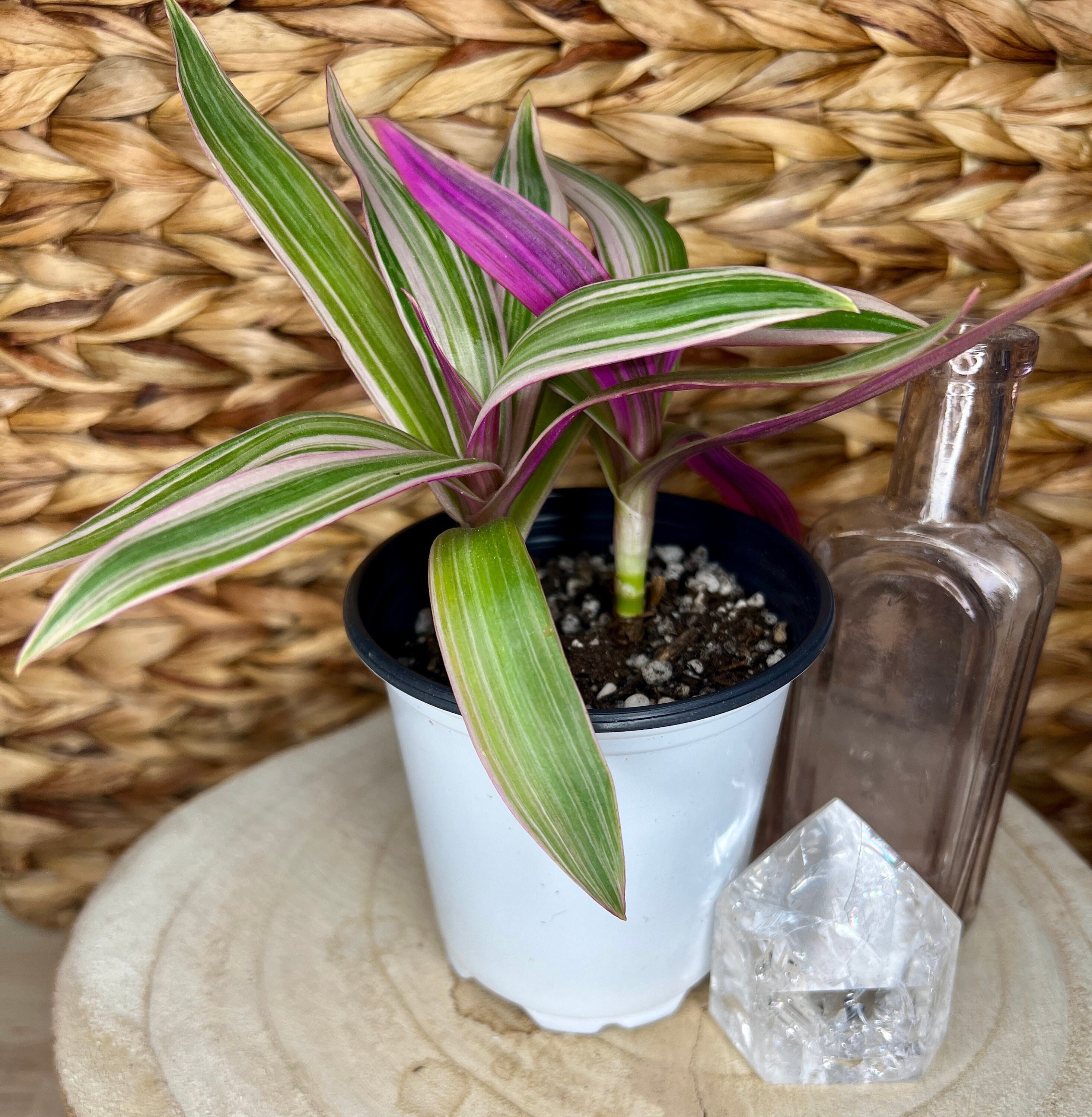 Rhoeo Discolor Tricolor (tradescantia Spathacea) - Etsy