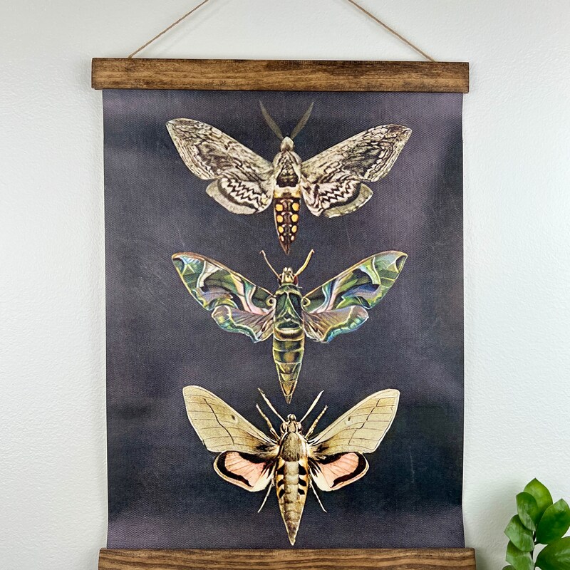 Antique Style Moths Print - Etsy