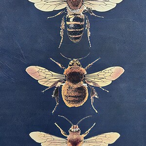 Distressed Bee Poster - Etsy