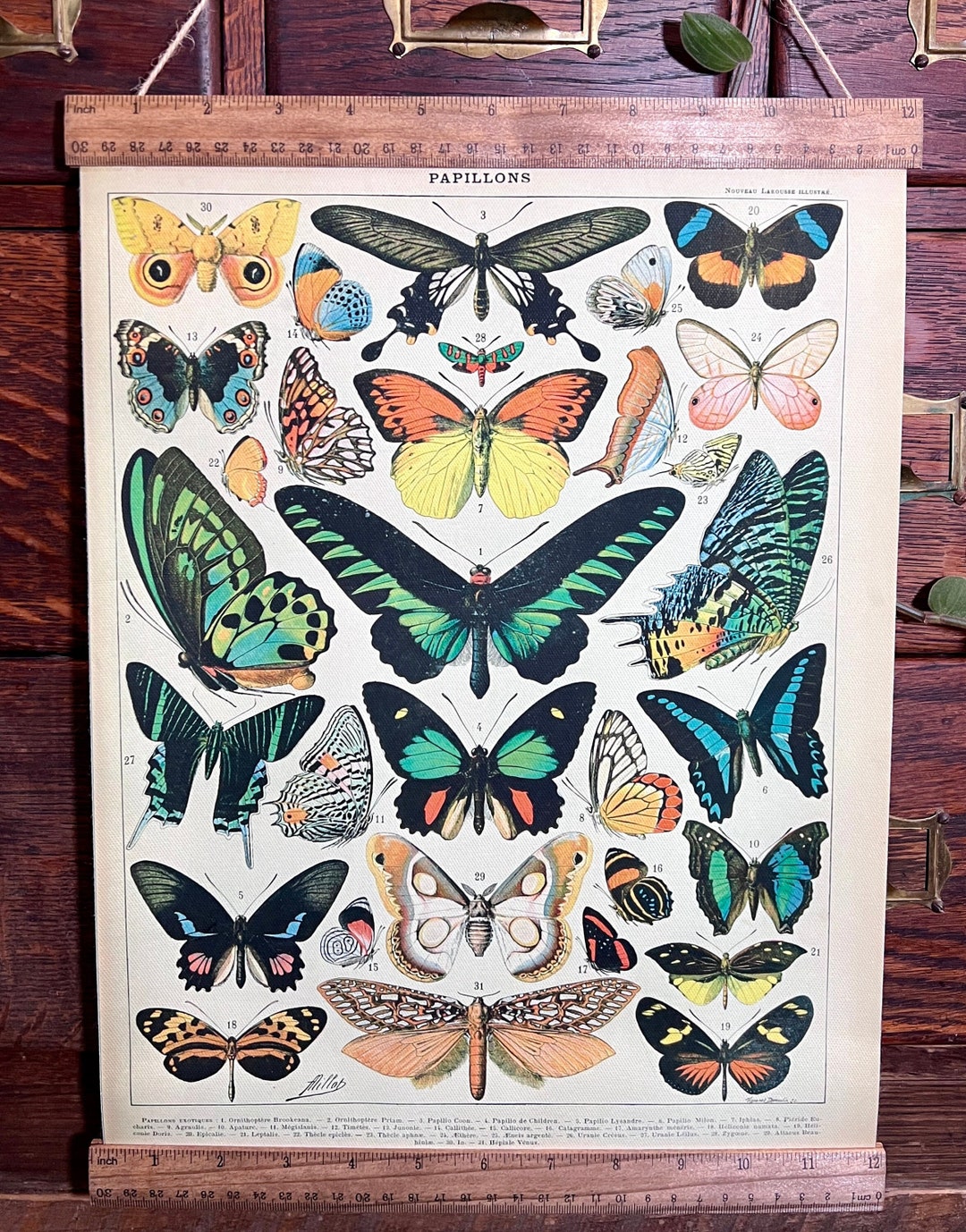 Butterfly Species Poster - Etsy
