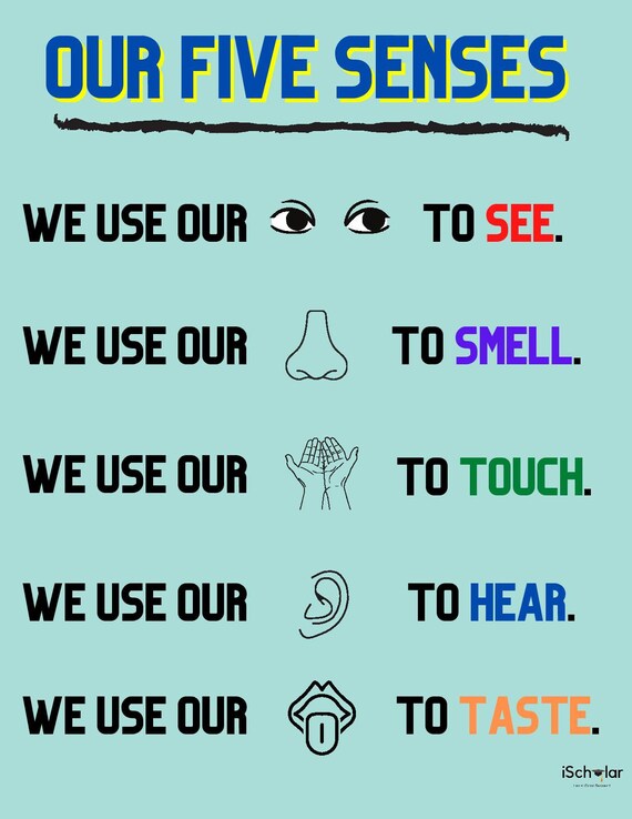 Our Five Senses - Etsy