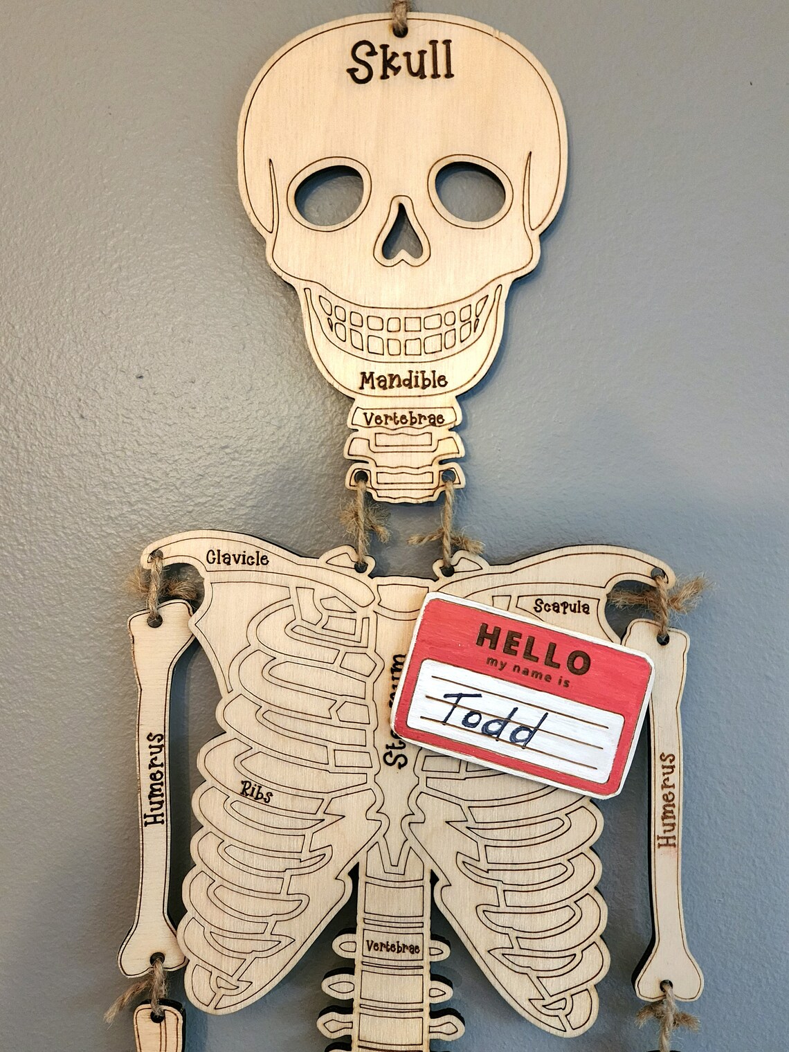 Make Your Own Skeleton "todd"- Diy Science Kit, Educational, Learn ...