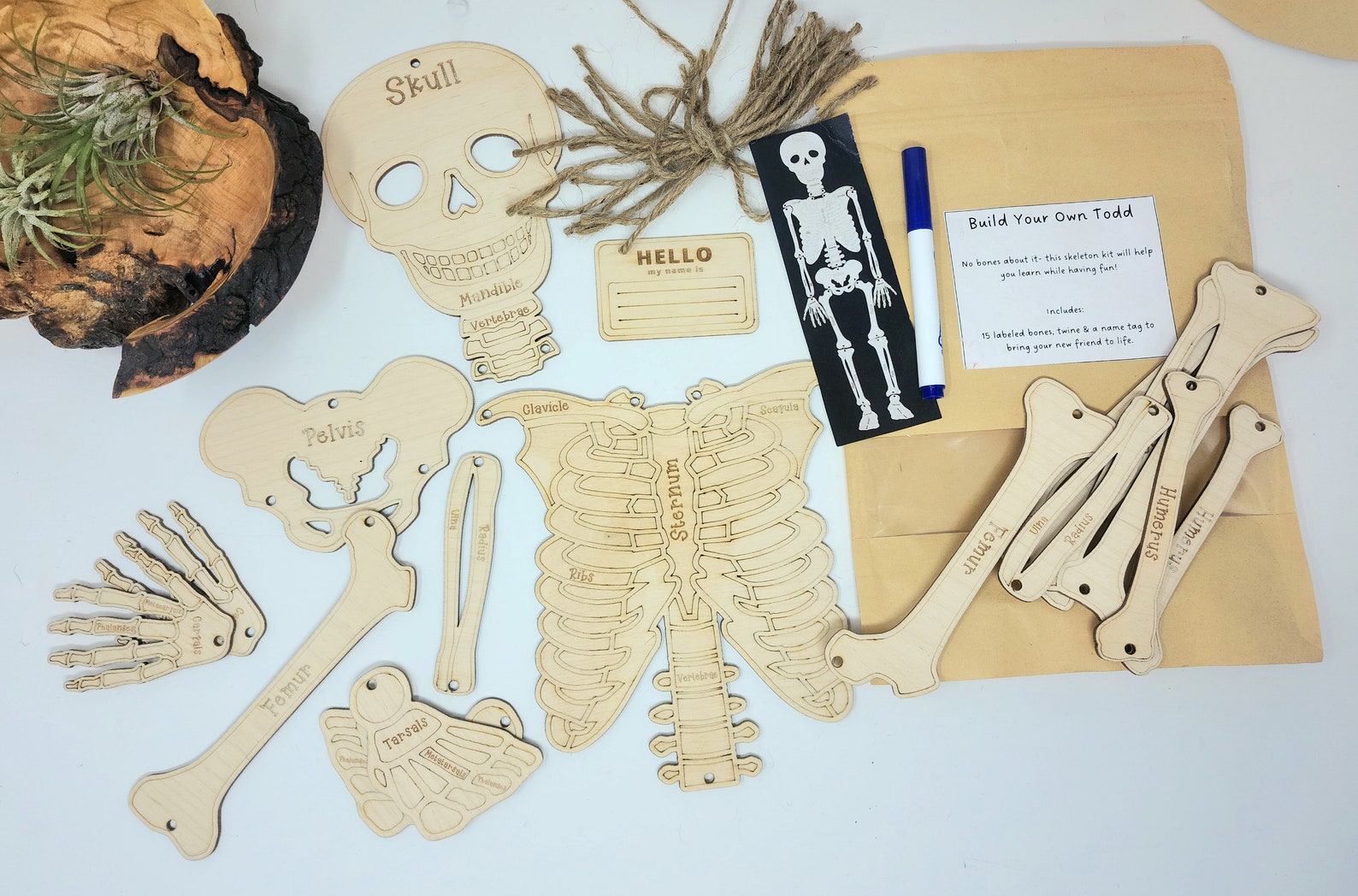 Make Your Own Skeleton todd Diy Science Kit, Educational, Learn Bones ...