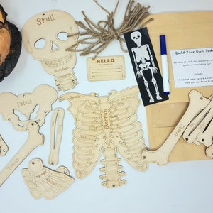 Make Your Own Skeleton "todd"- Diy Science Kit, Educational, Learn ...