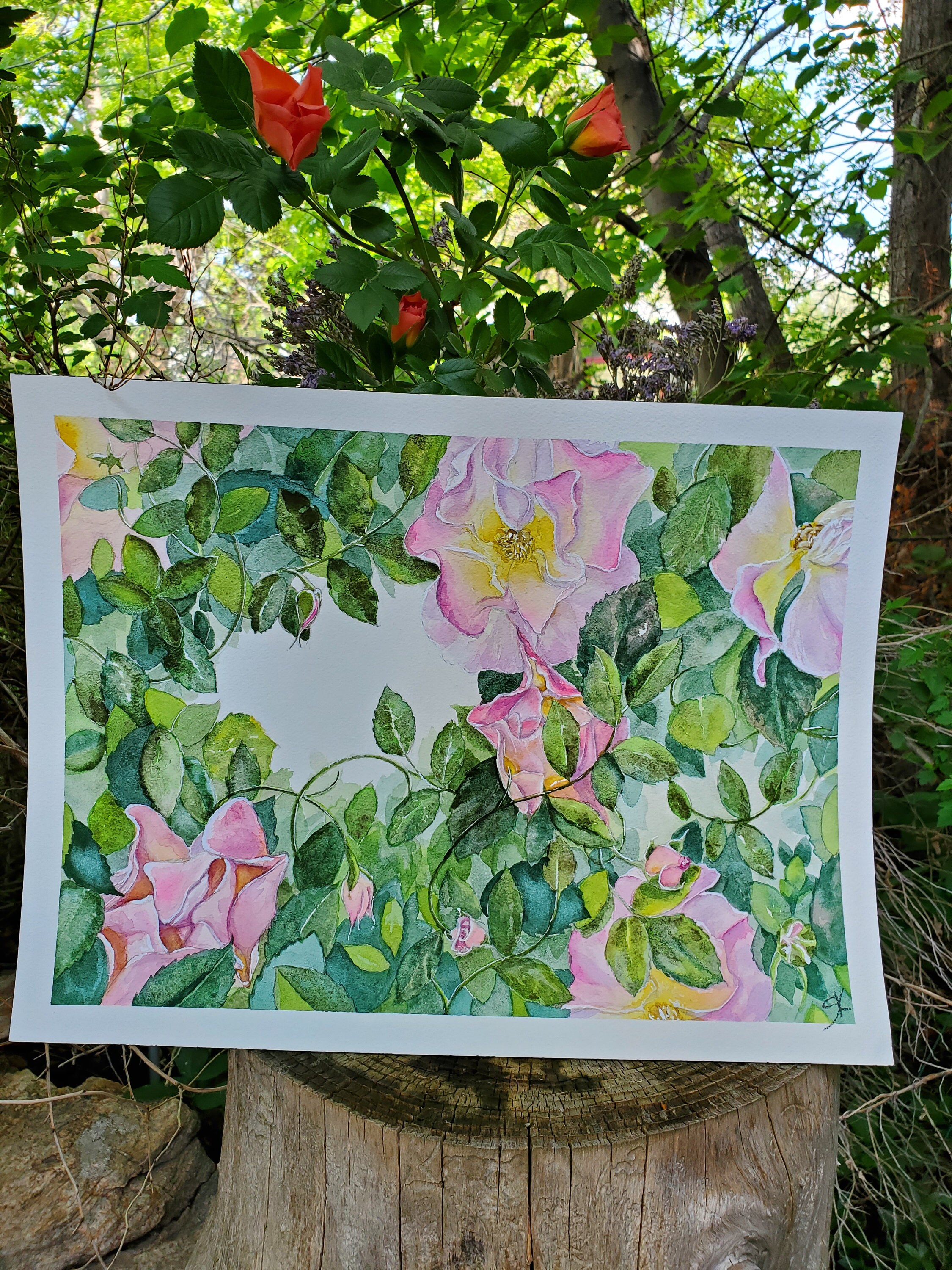 Sunset Roses, Original Watercolor Painting - Etsy