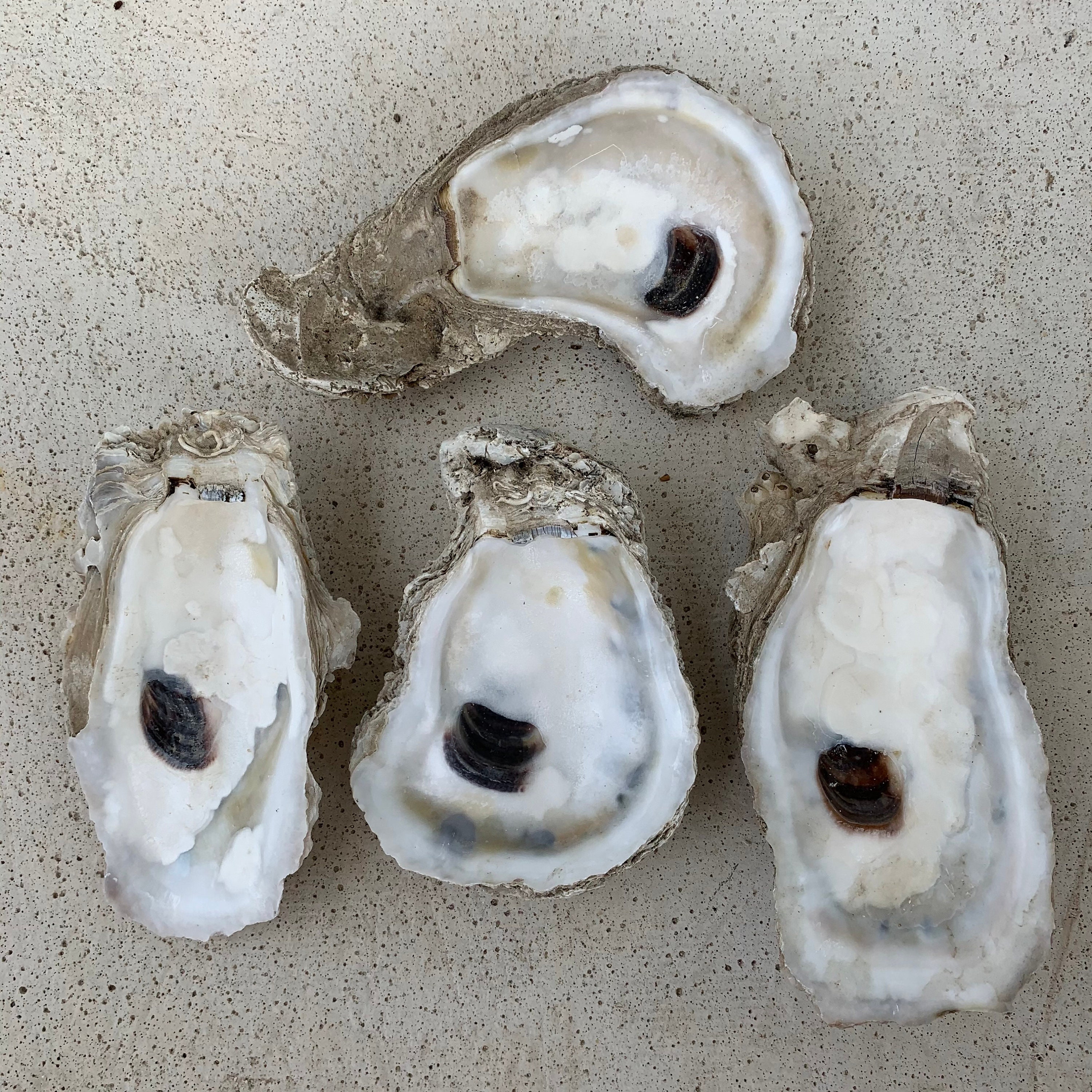 4 Large OYESTER SHELLS Bulk Craft Supplies Beach Wedding Seashells ...