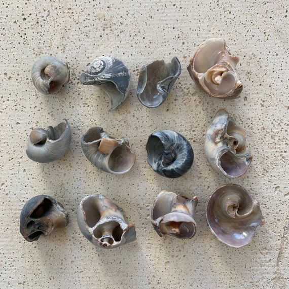 12 SEA SHELL Pieces Natural Beach Supplies Jewelry Making | Etsy