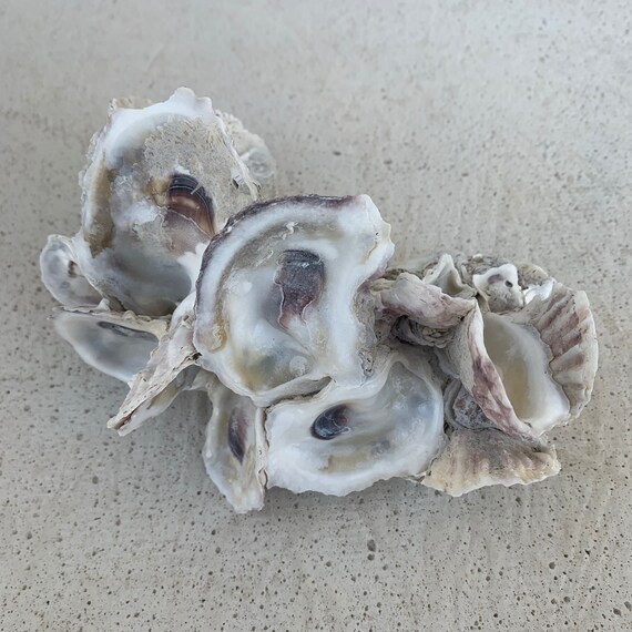SUPPLY Cluster Oyster Shell Shell Centerpiece Natural Shell Rustic ...