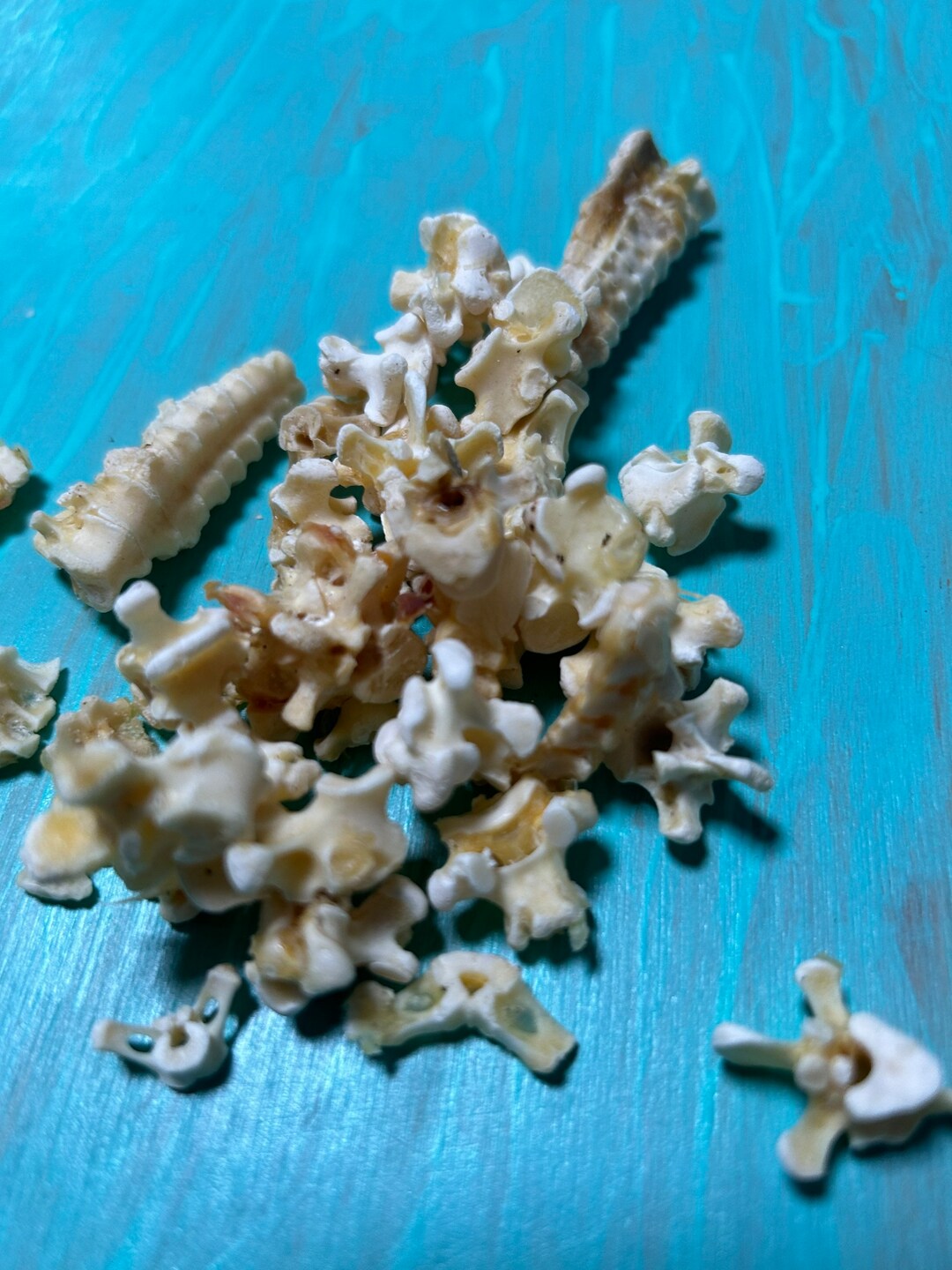 An Assortment of Chicken Neck Bones - Etsy