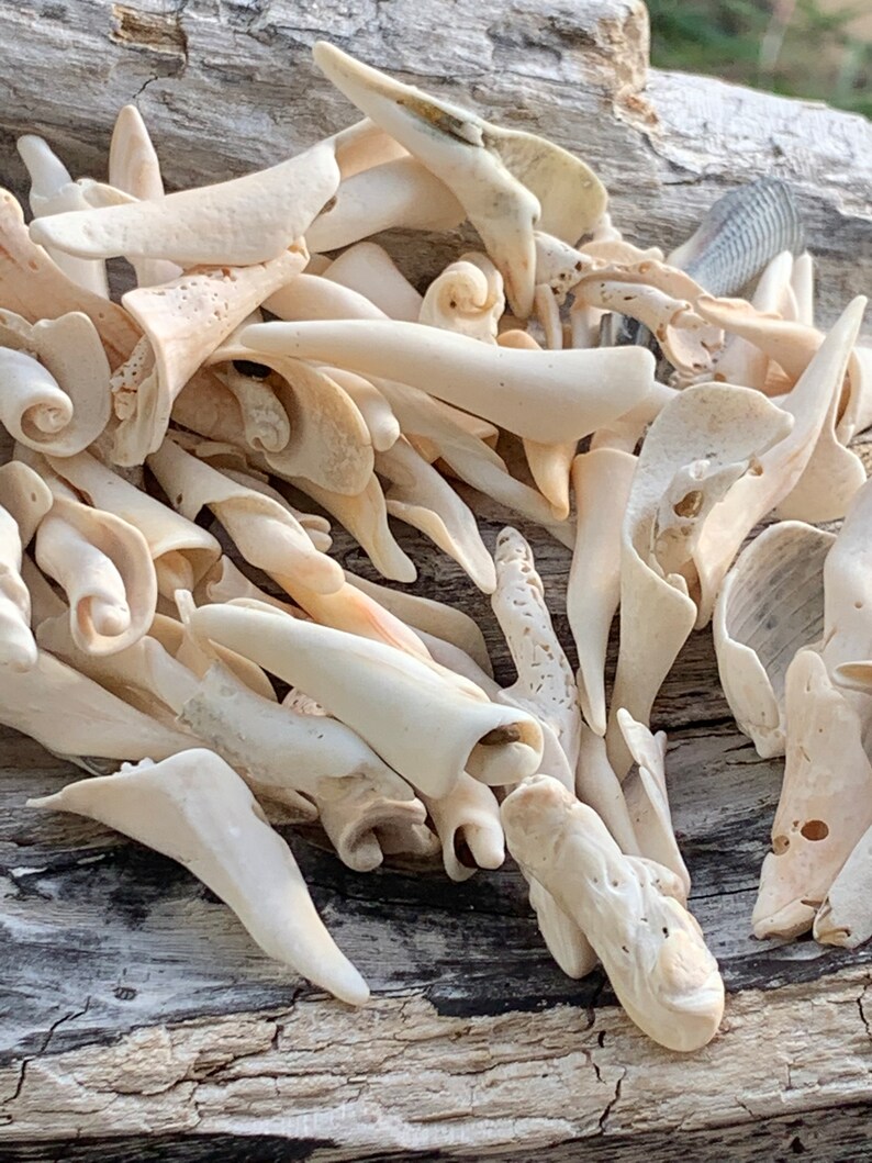 BULK 50 Needle Curly Natural SEA SHELLS Rustic Craft Shells Jewelry ...