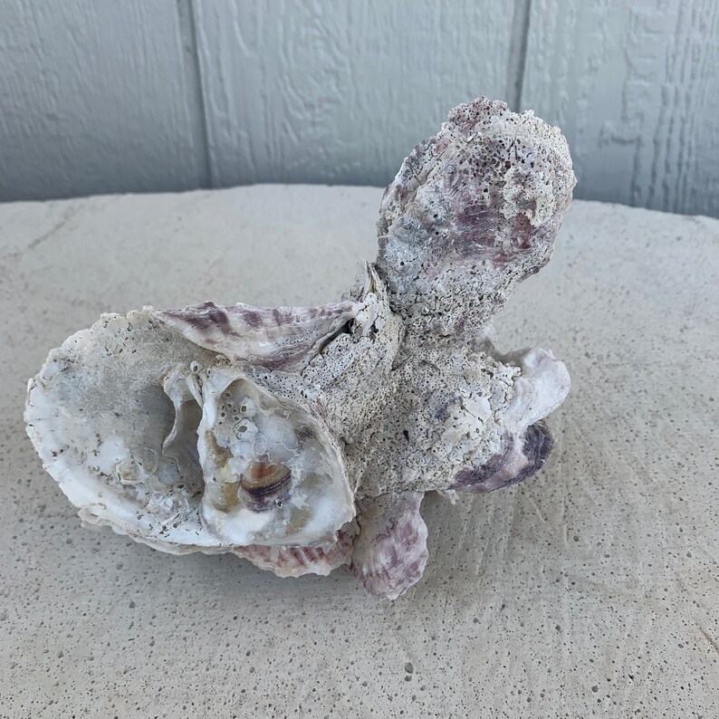 Cluster Oyster Shell Centerpiece Natural Shell Rustic Art Aquarium Tank ...