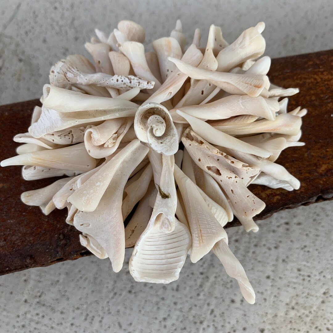 50 Needle Curly Natural SEA SHELLS Rustic Craft Shells Jewelry Supply ...