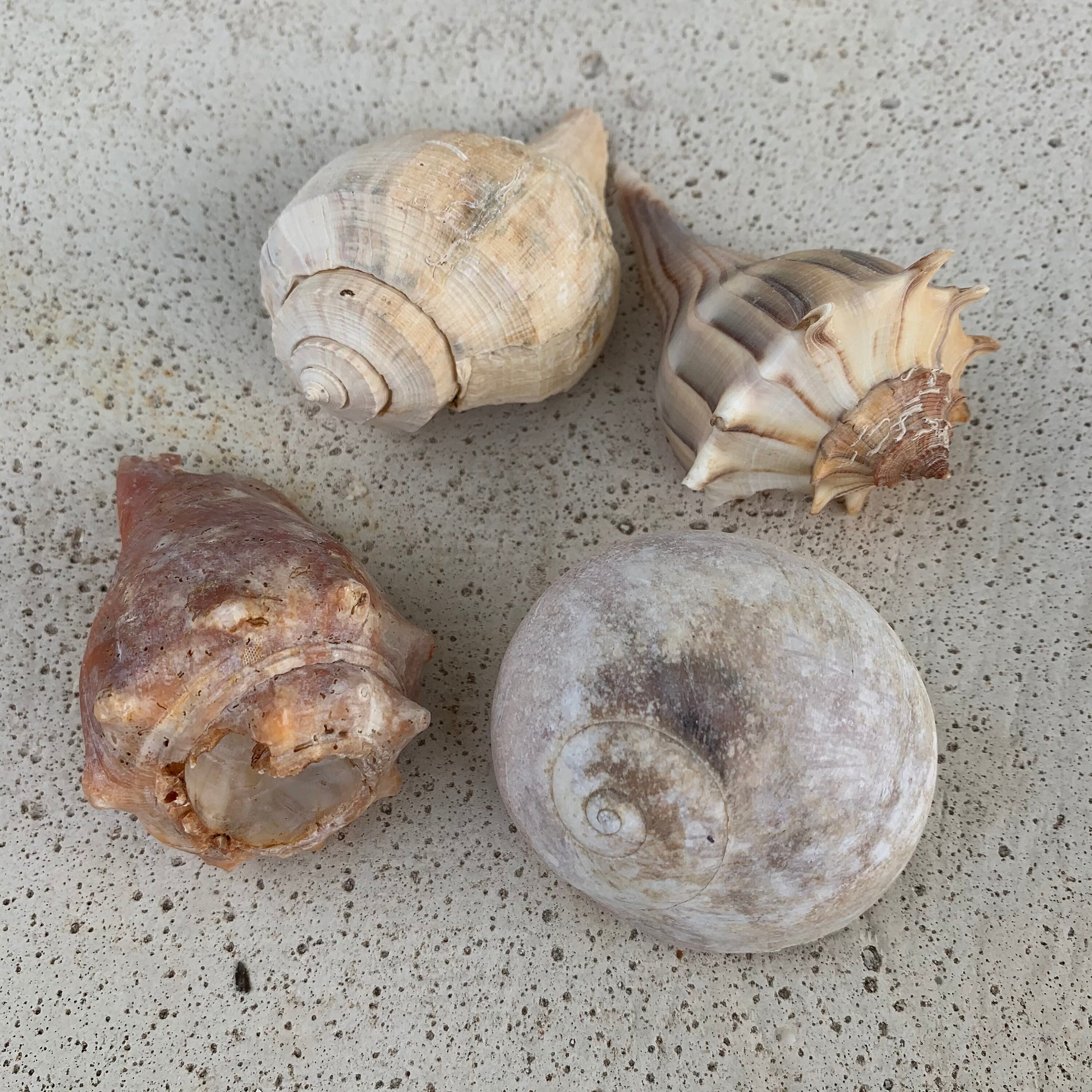 4 Mix Large Sea Shell | Etsy