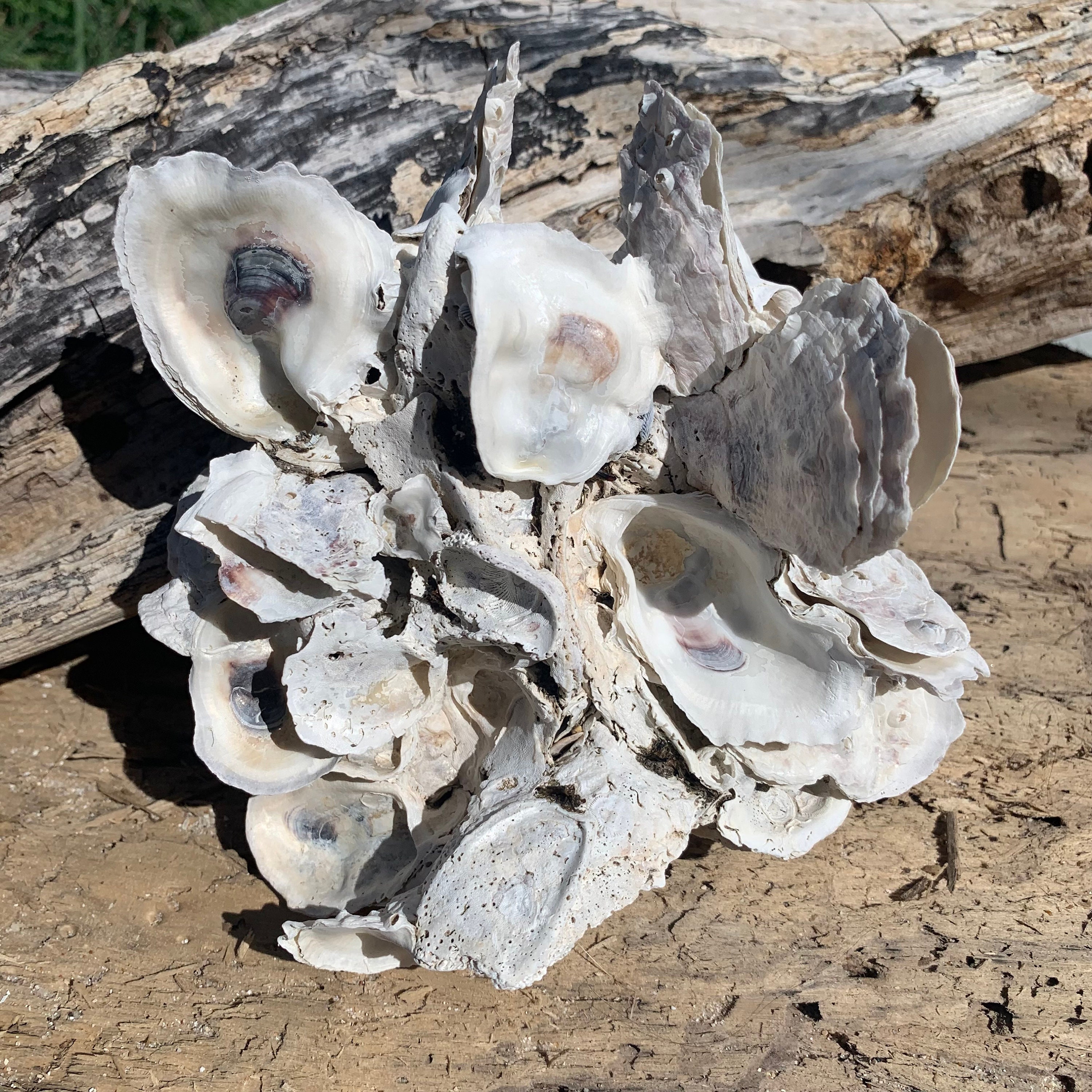 Cluster Oyster Shell Centerpiece Natural Shell Rustic Art - Etsy